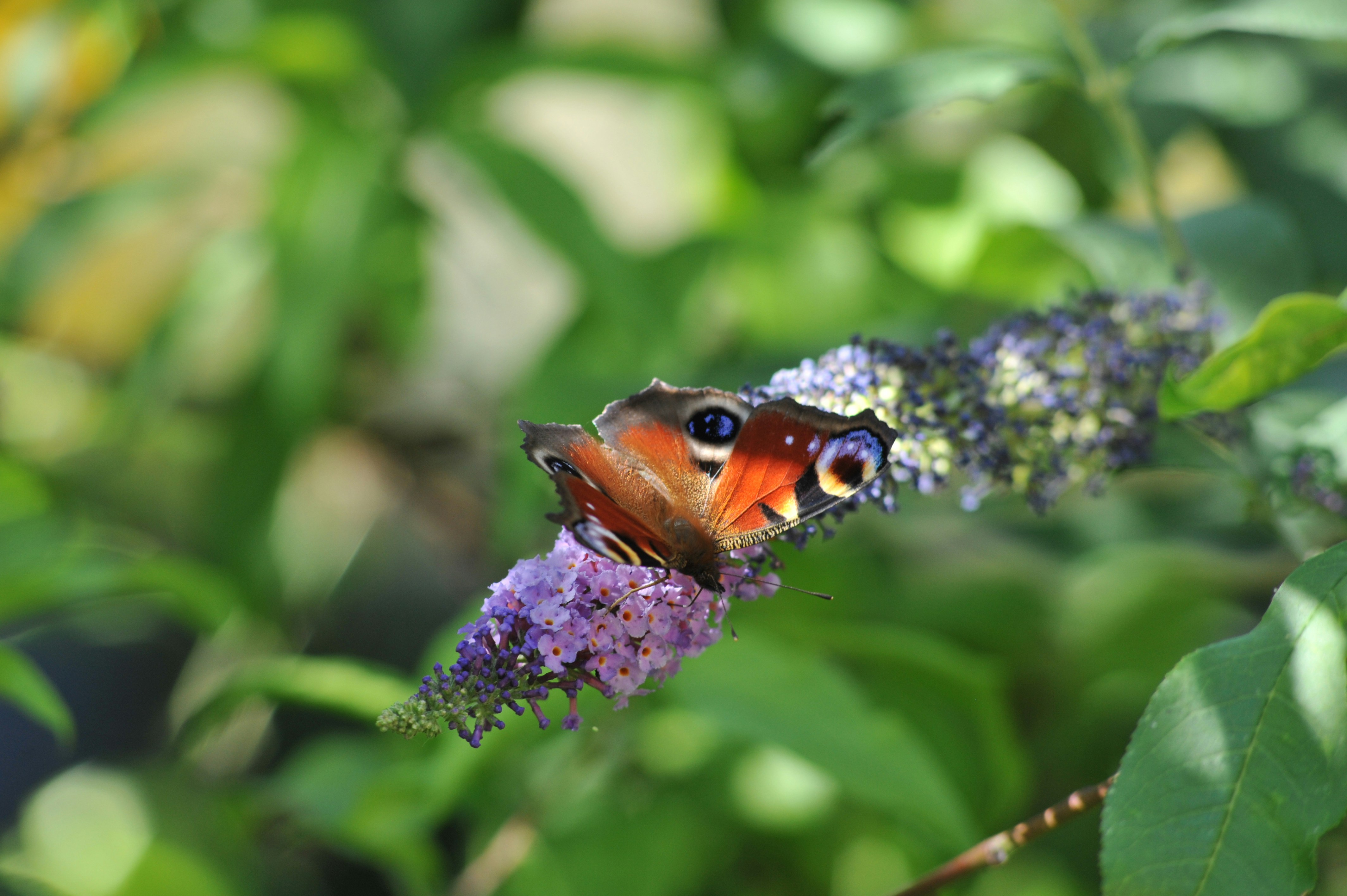 Photo by mikael schoenecker with Nikon D700