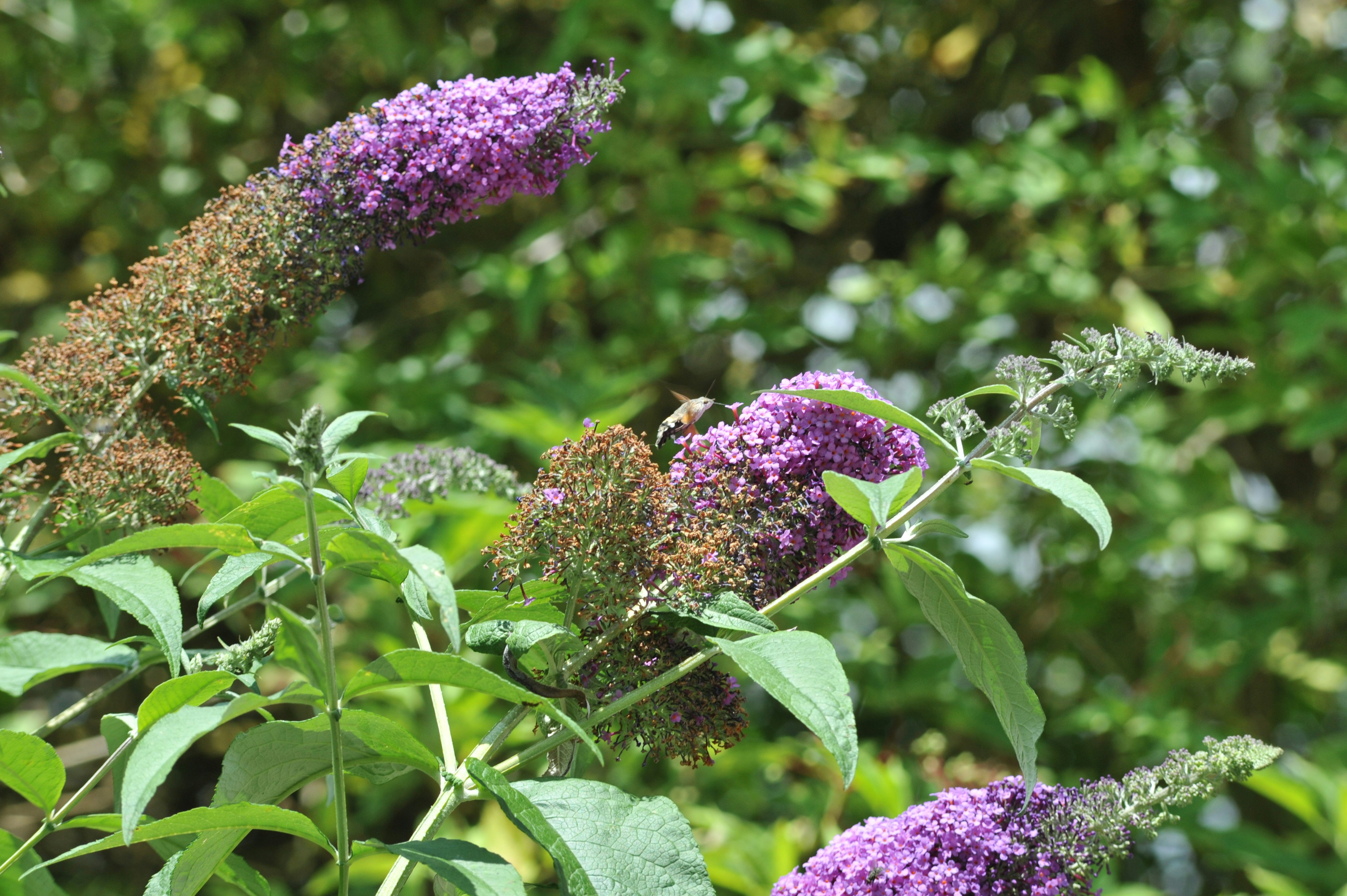 Lilac Spikes Rising Above Green Keepsake