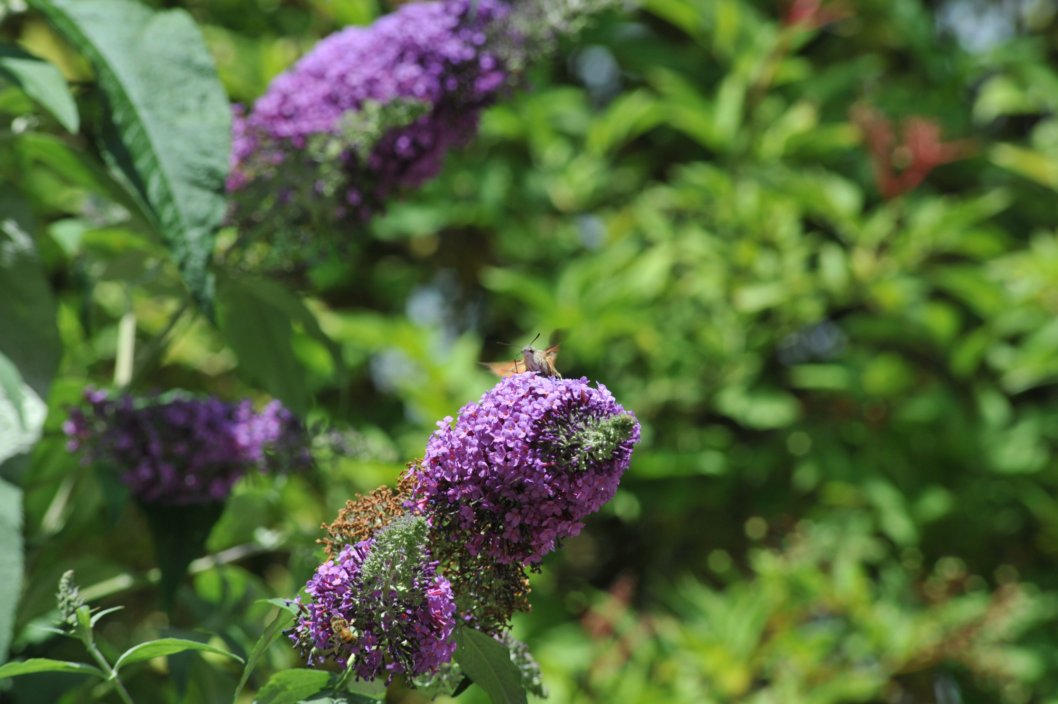 Purple butterfly-bloom cluster: a close-up with a hummingbird moth on lilac blossoms
