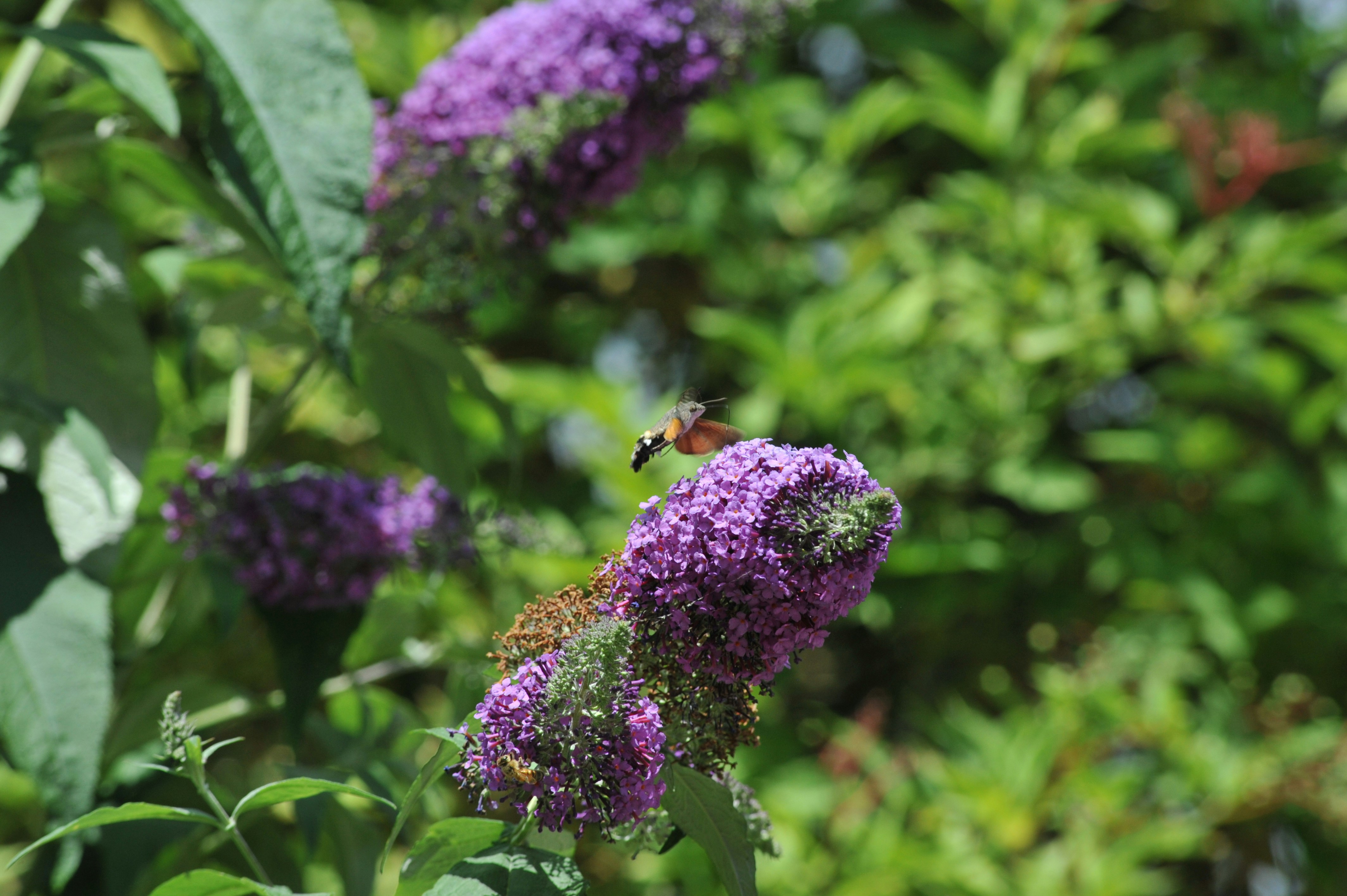 Purple Bloom and Bee Encounter on a Sunlit Thicket