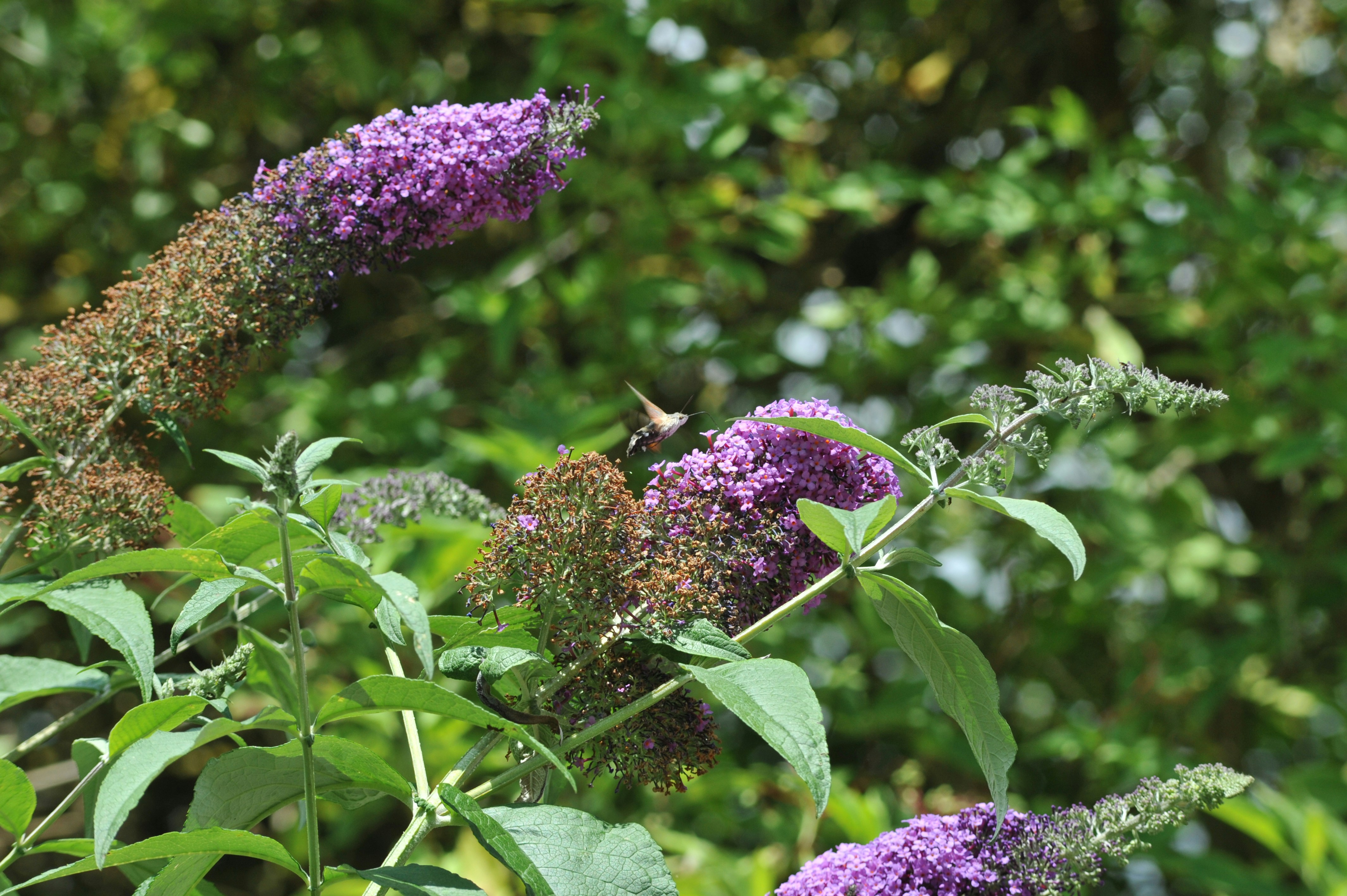 Purple flower plumes in a sunlit garden bloom with soft bokeh
