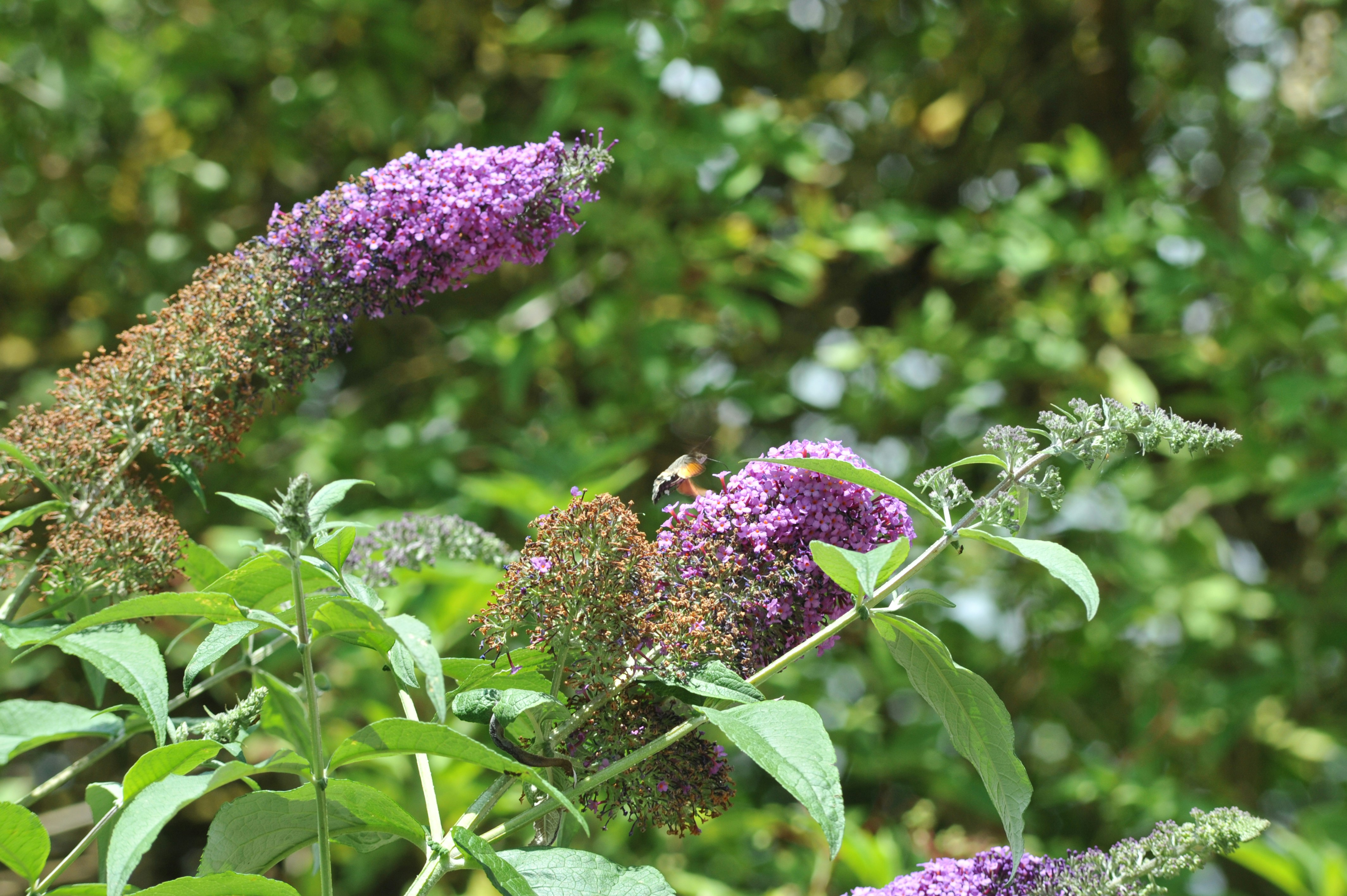 Purple Fireworks on a Green Stem: A Close-Range Bloom Portrait
