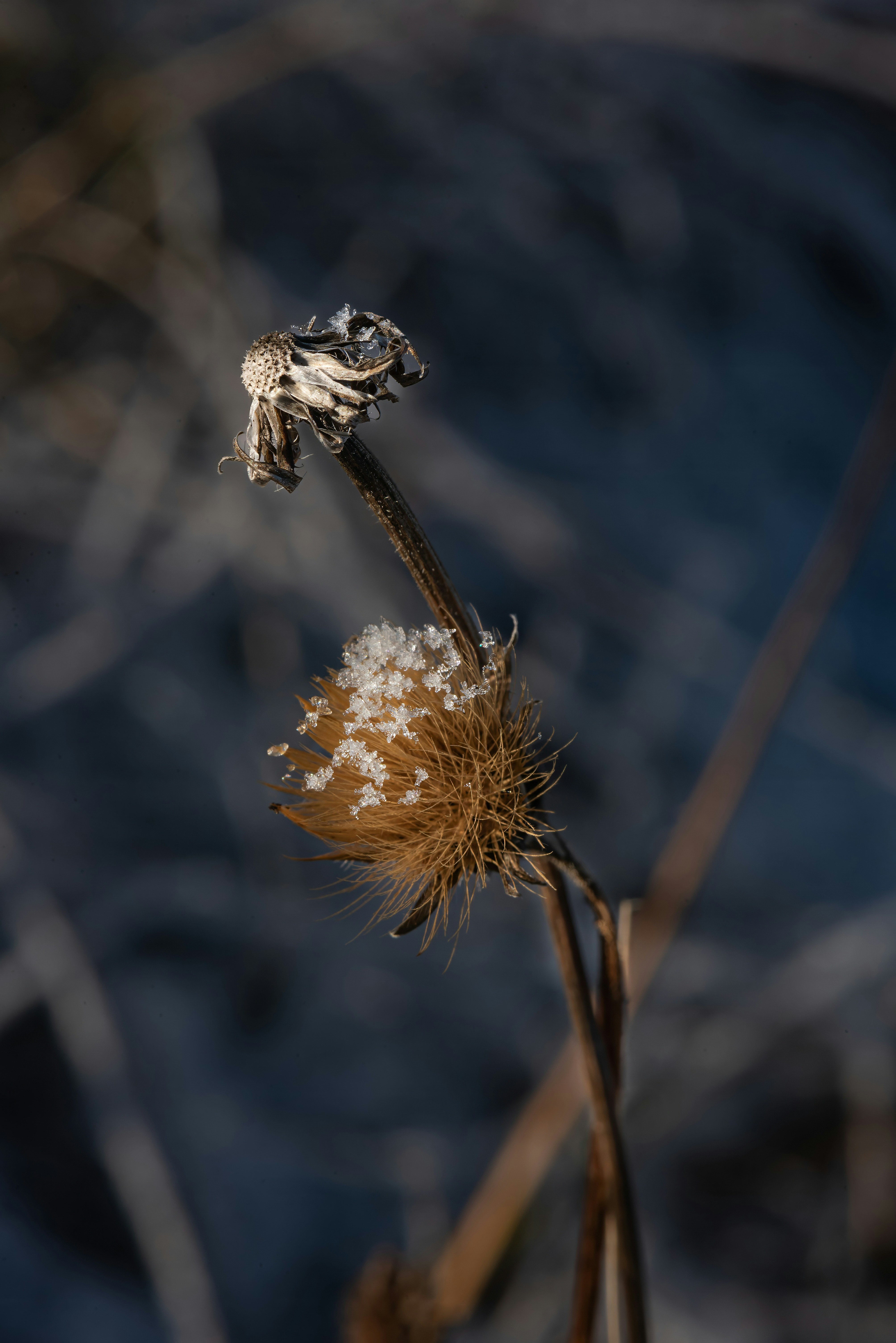 Withered Seed Head, Snow Crystals Adorning a Frayed Stem