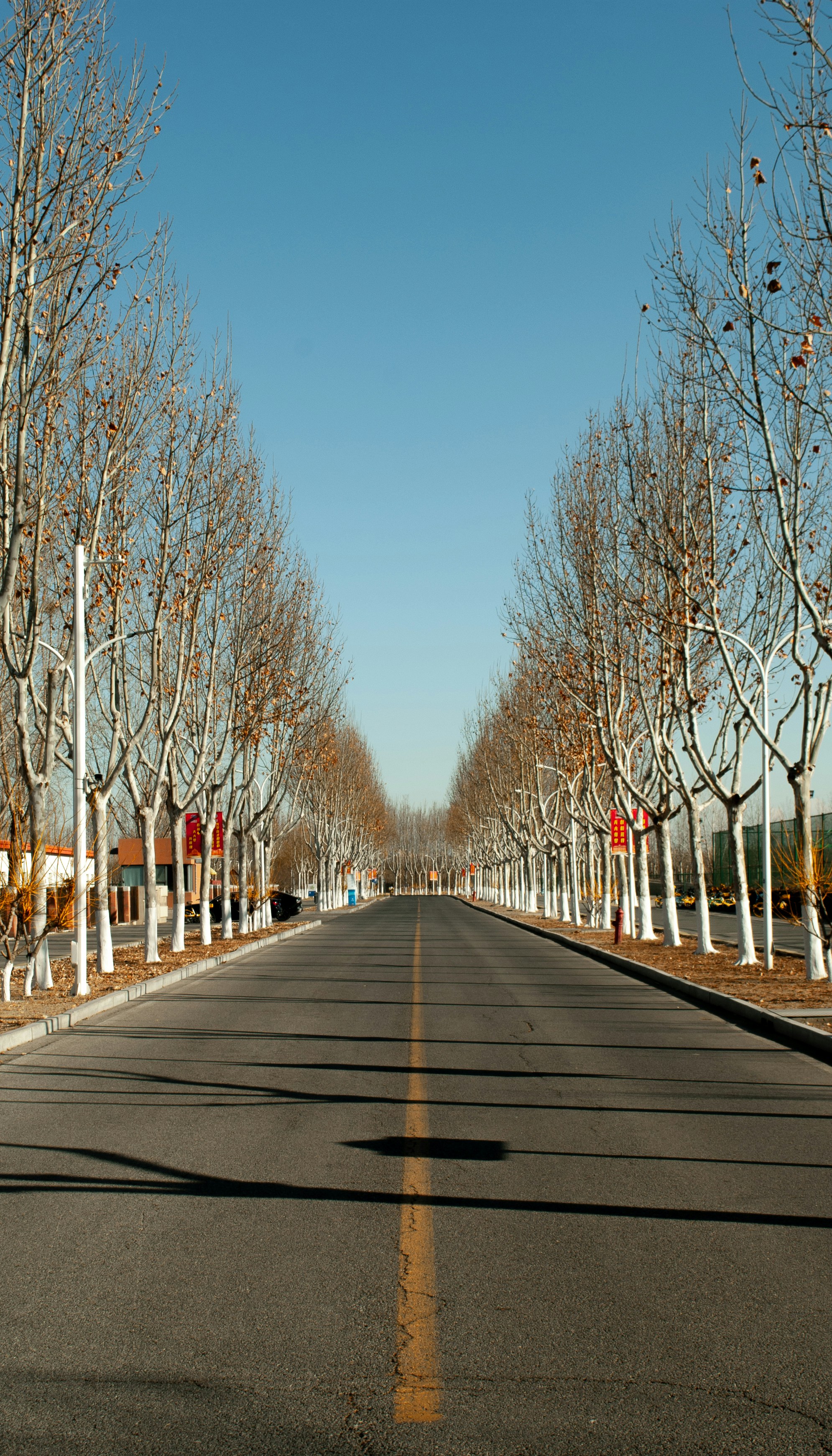 A Quiet Boulevard Flanked by Leafless Trees under a Cerulean Sky