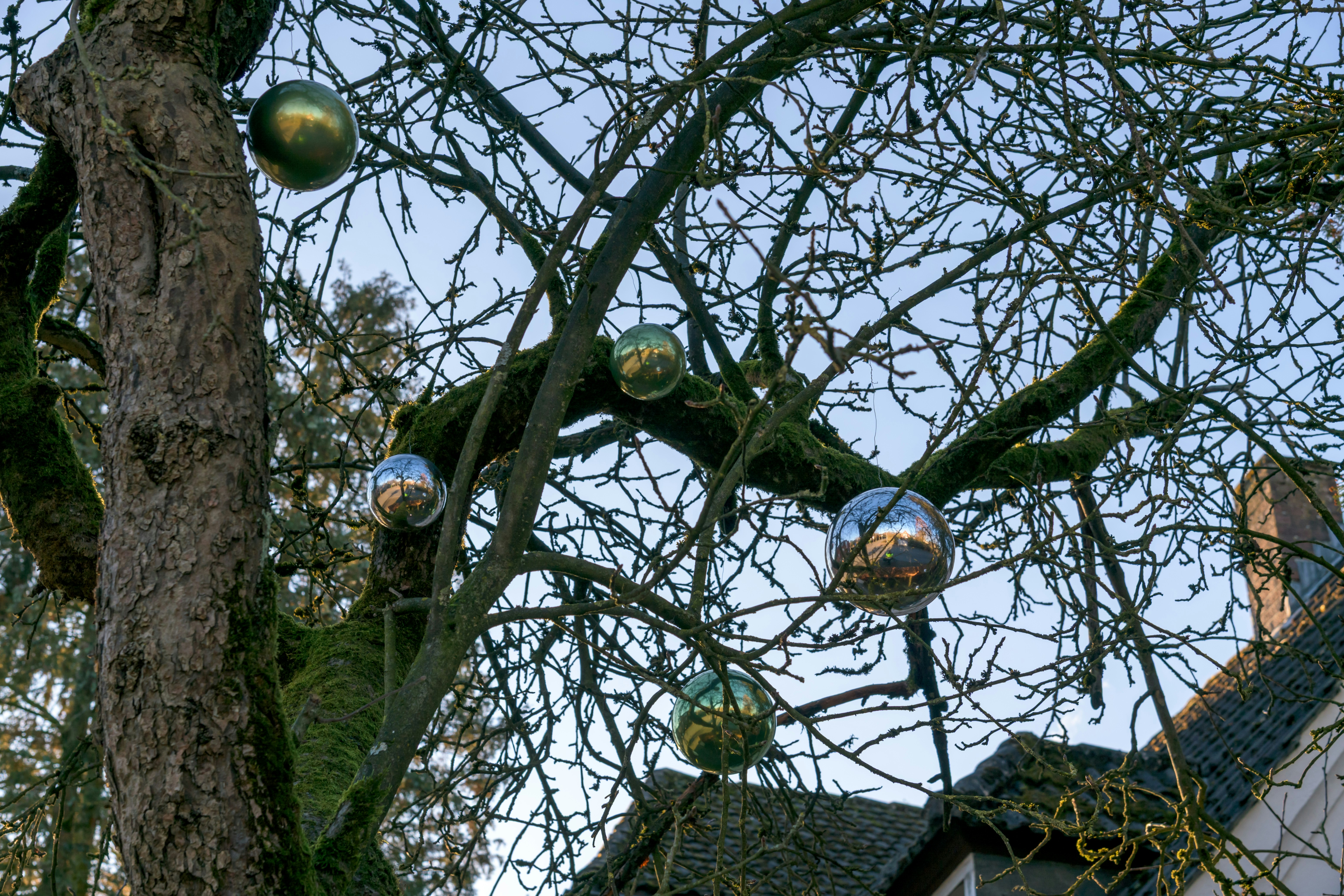 Orbs in the Orchard: Glassy Spheres Traced by Winter Branches