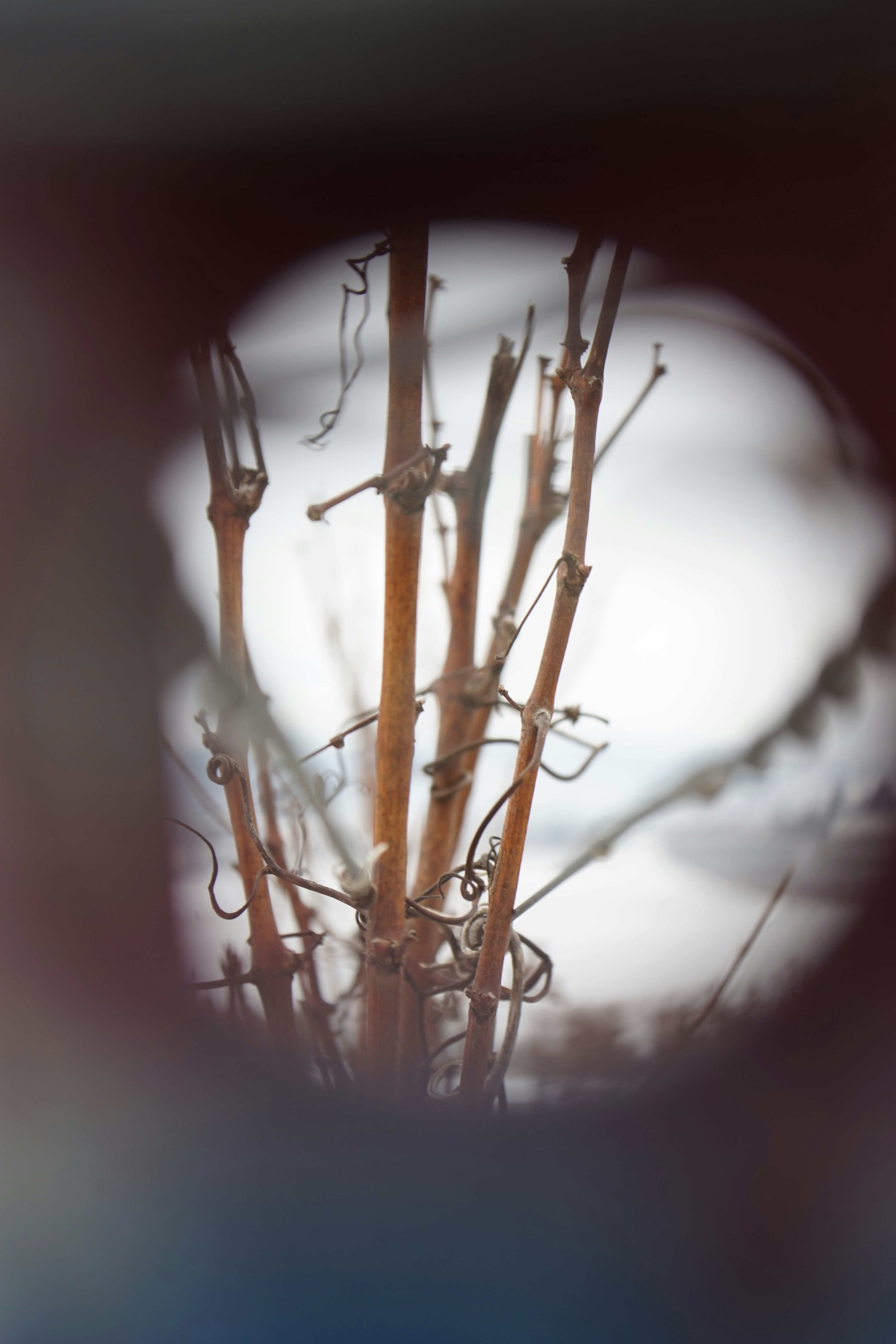 Branching Silence: A Close-Up Through a Narrow View