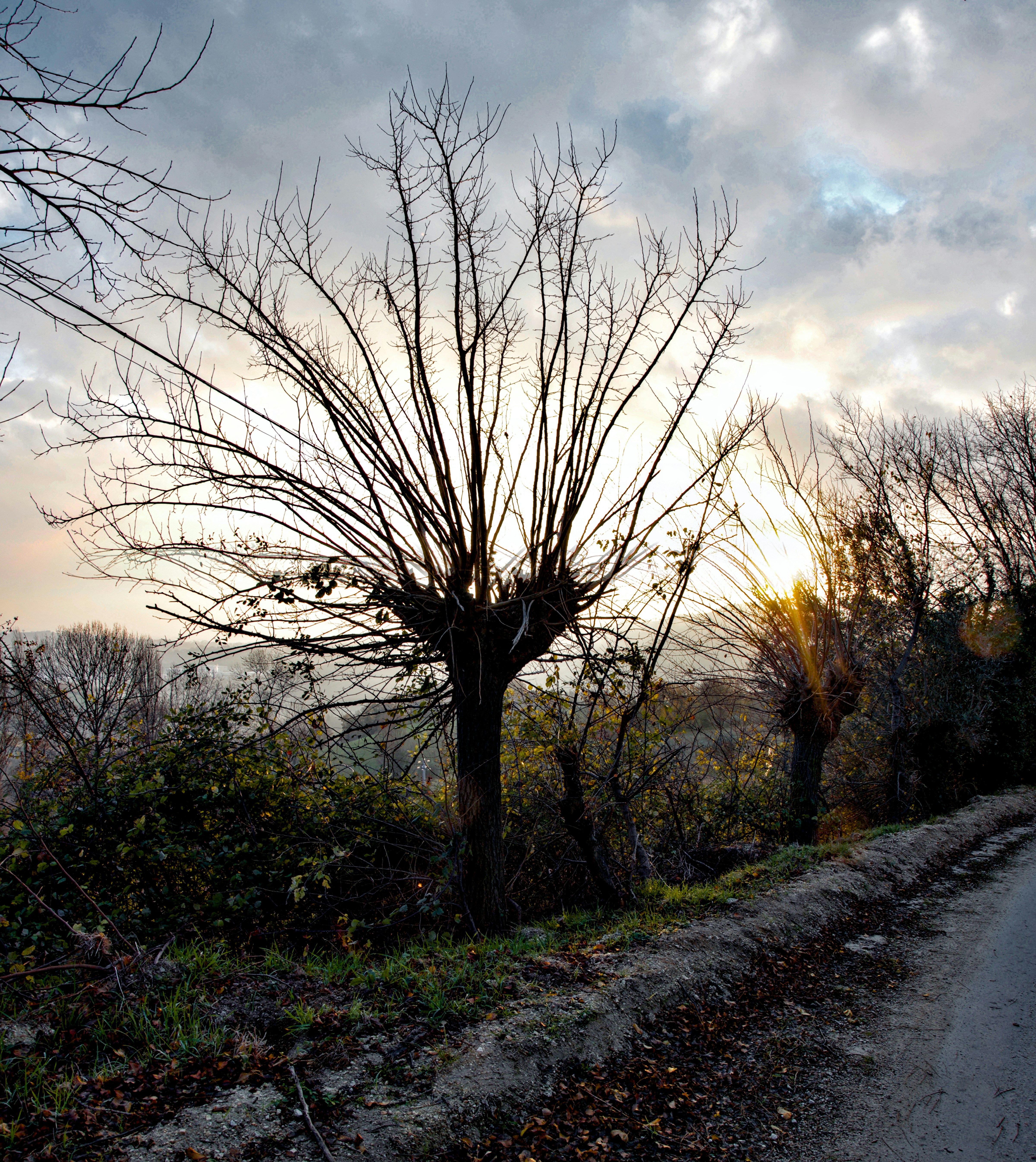 Sunlit Branches: A Winter Orchard at Dusk