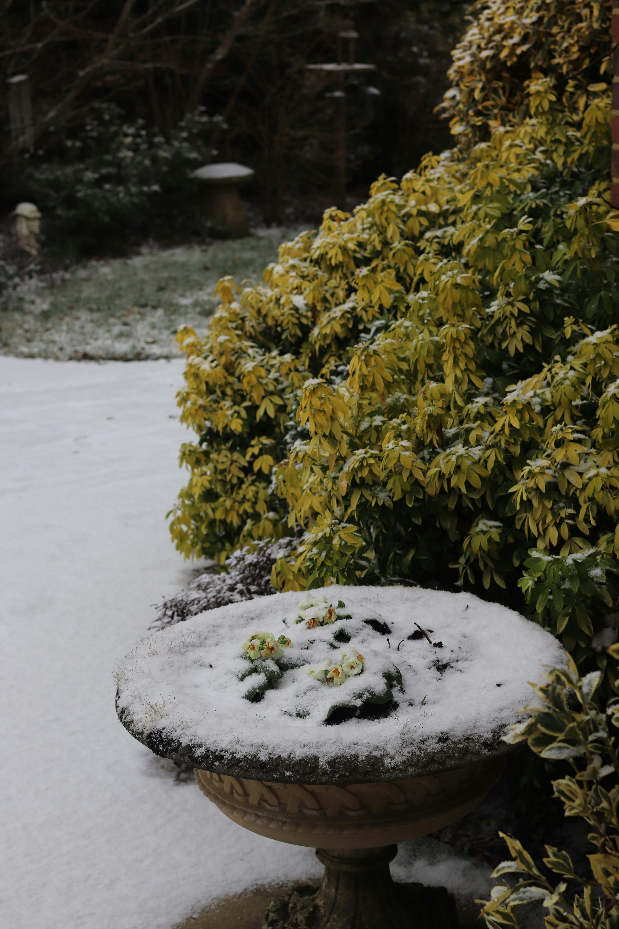 Snowy urn centerpiece under a gold-leaved shrub