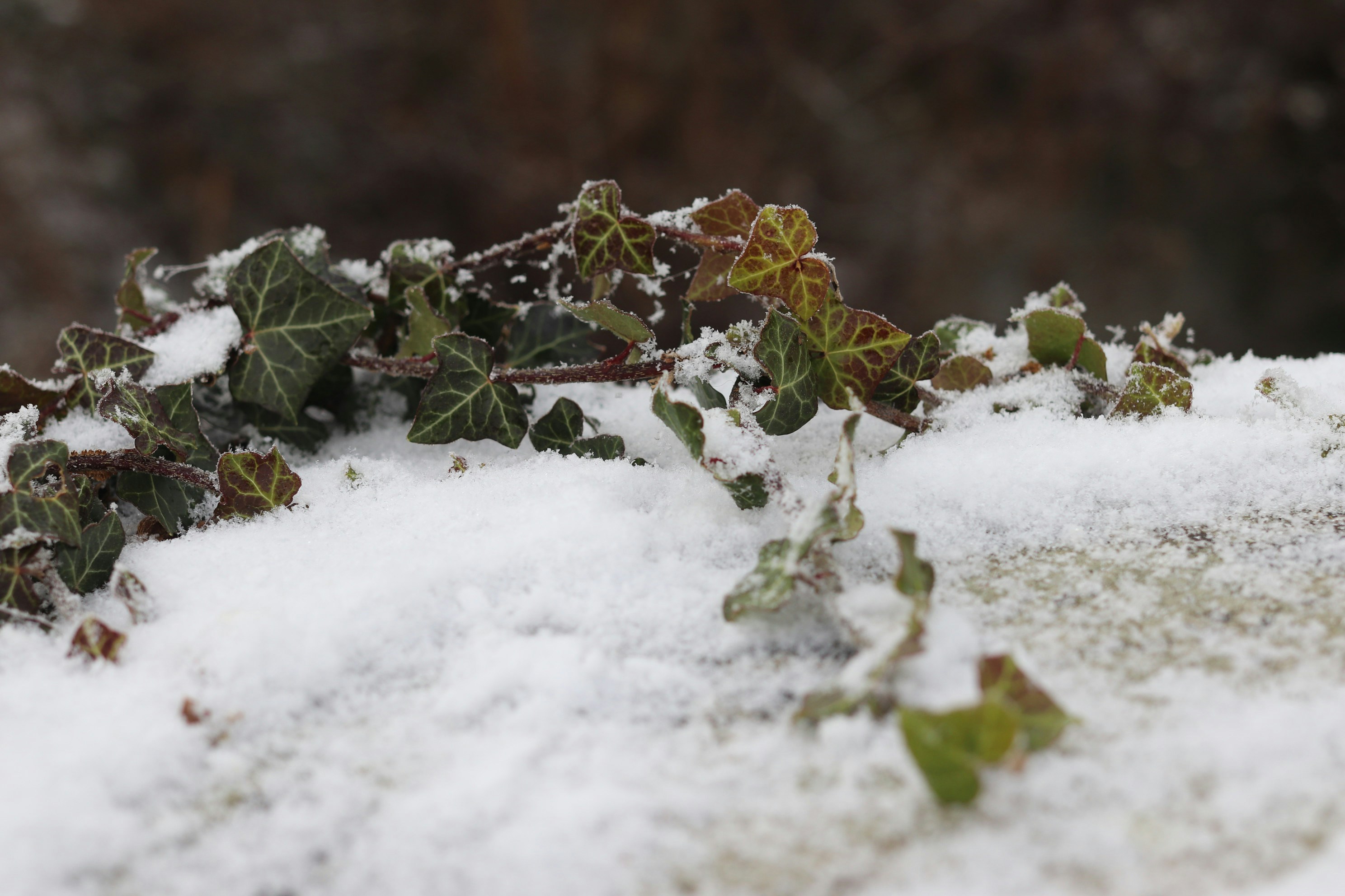 Icy Ivy: Snow-Capped Leaves Clinging to a Slender Vine