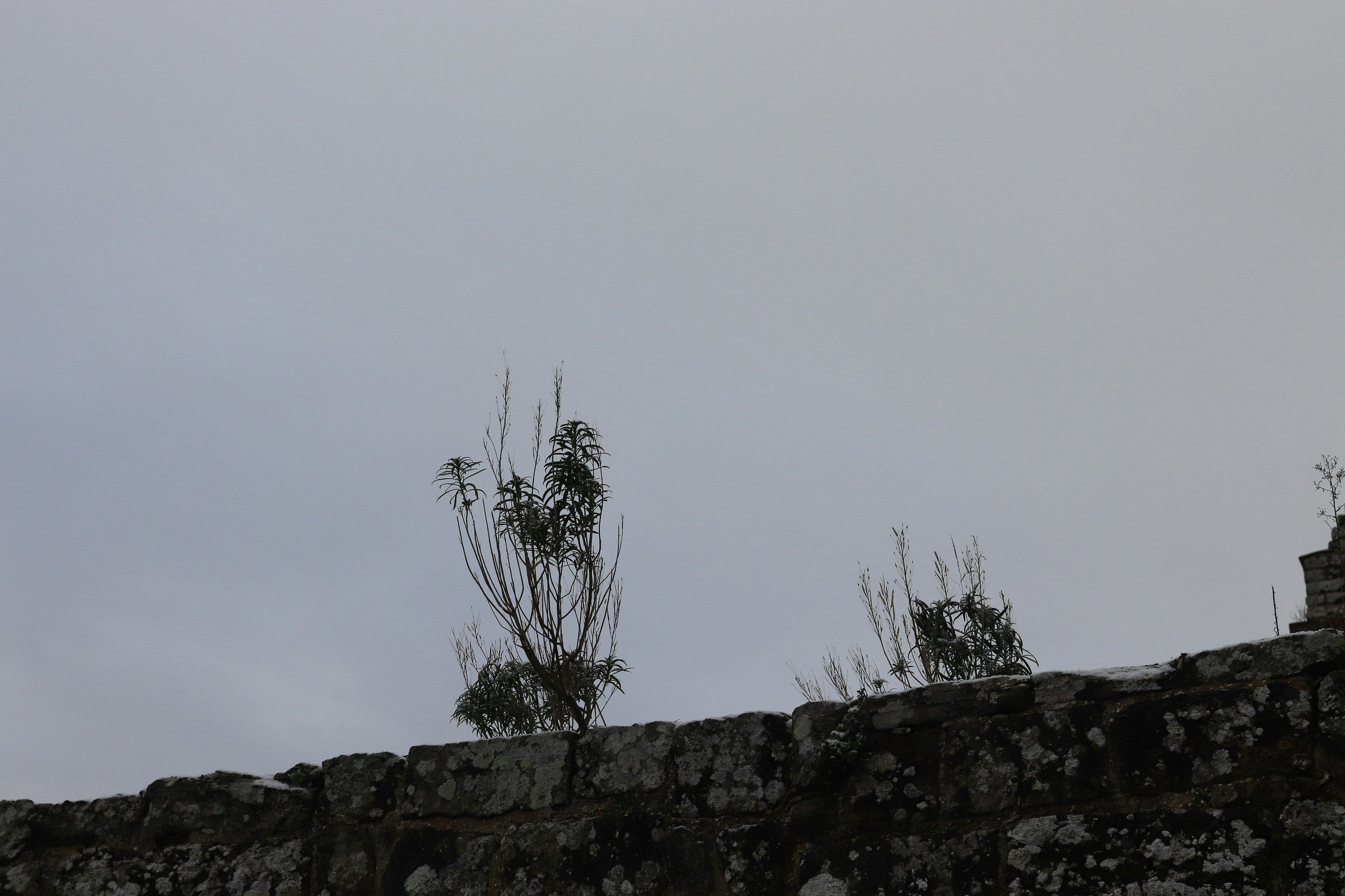 Photo by Tanya Barrow with Canon EOS 77D