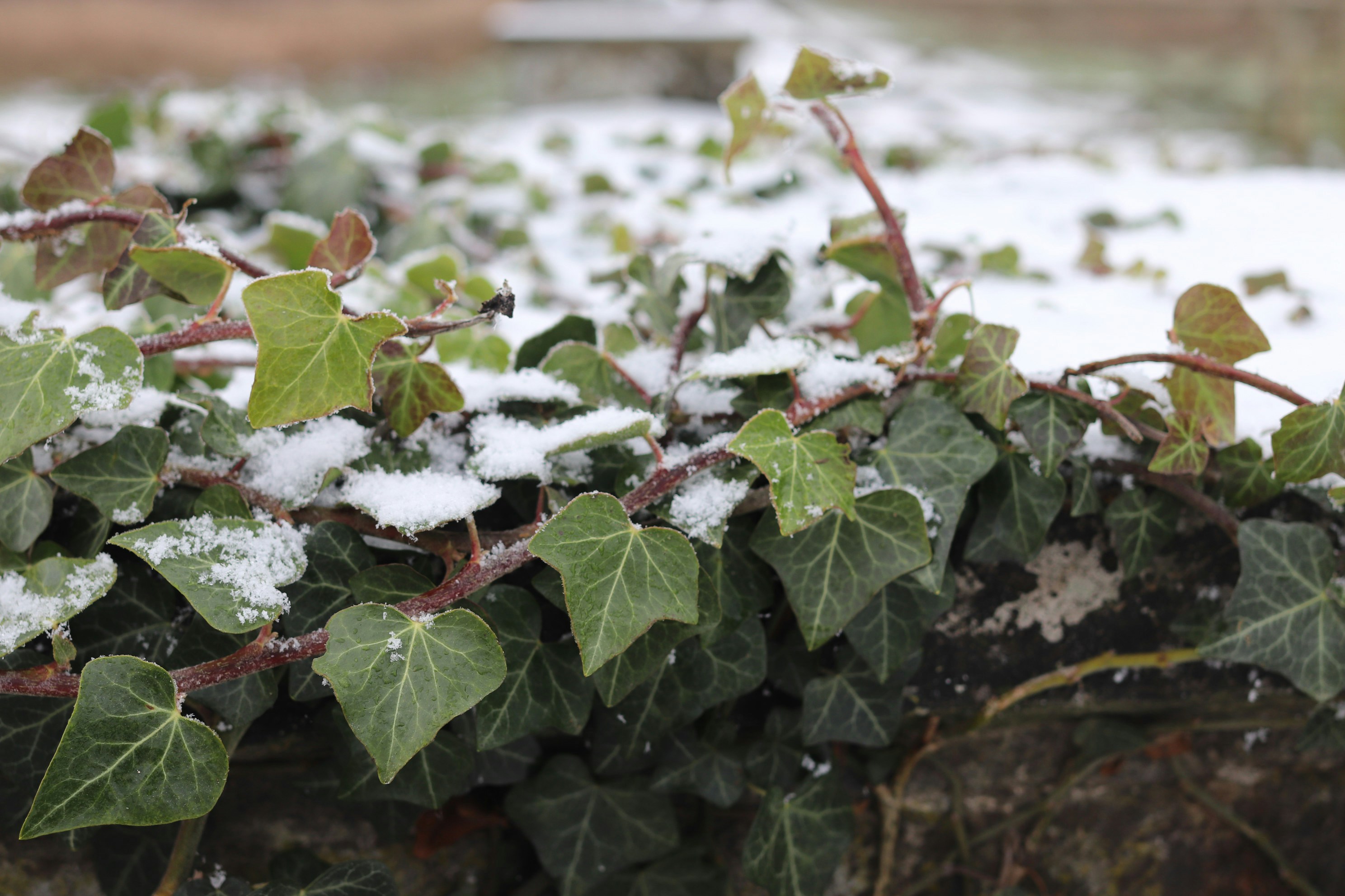 Snow-kissed Ivy Tendrils Over a Weathered Wooden Edge