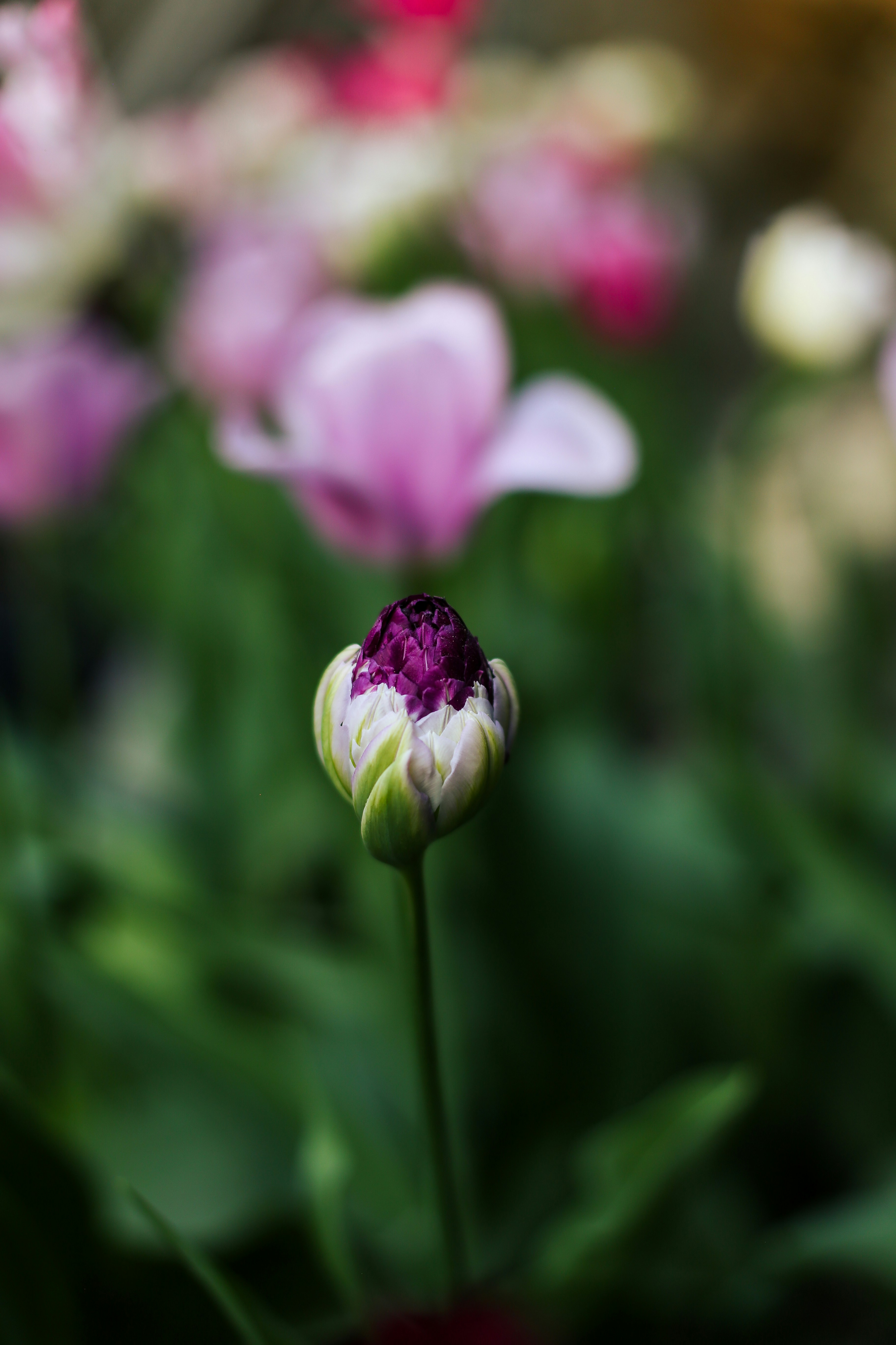 Bud of Purple: A Single Flower Emerges in Soft Focus Garden