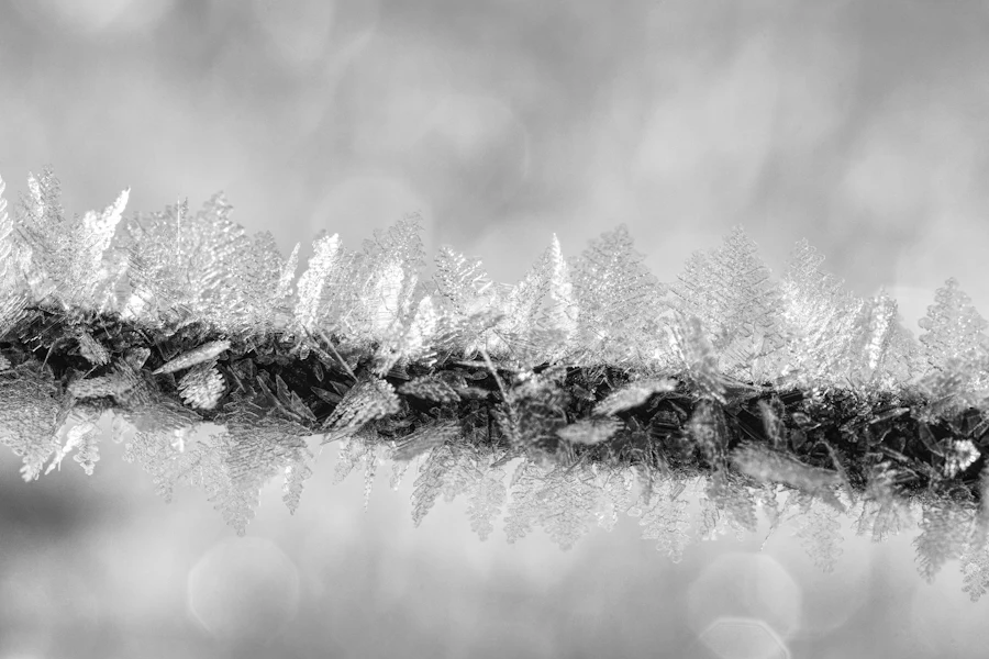 Close-up of a linear ridge of frost crystals forming along a twig, rendered in monochrome with soft bokeh in the background.