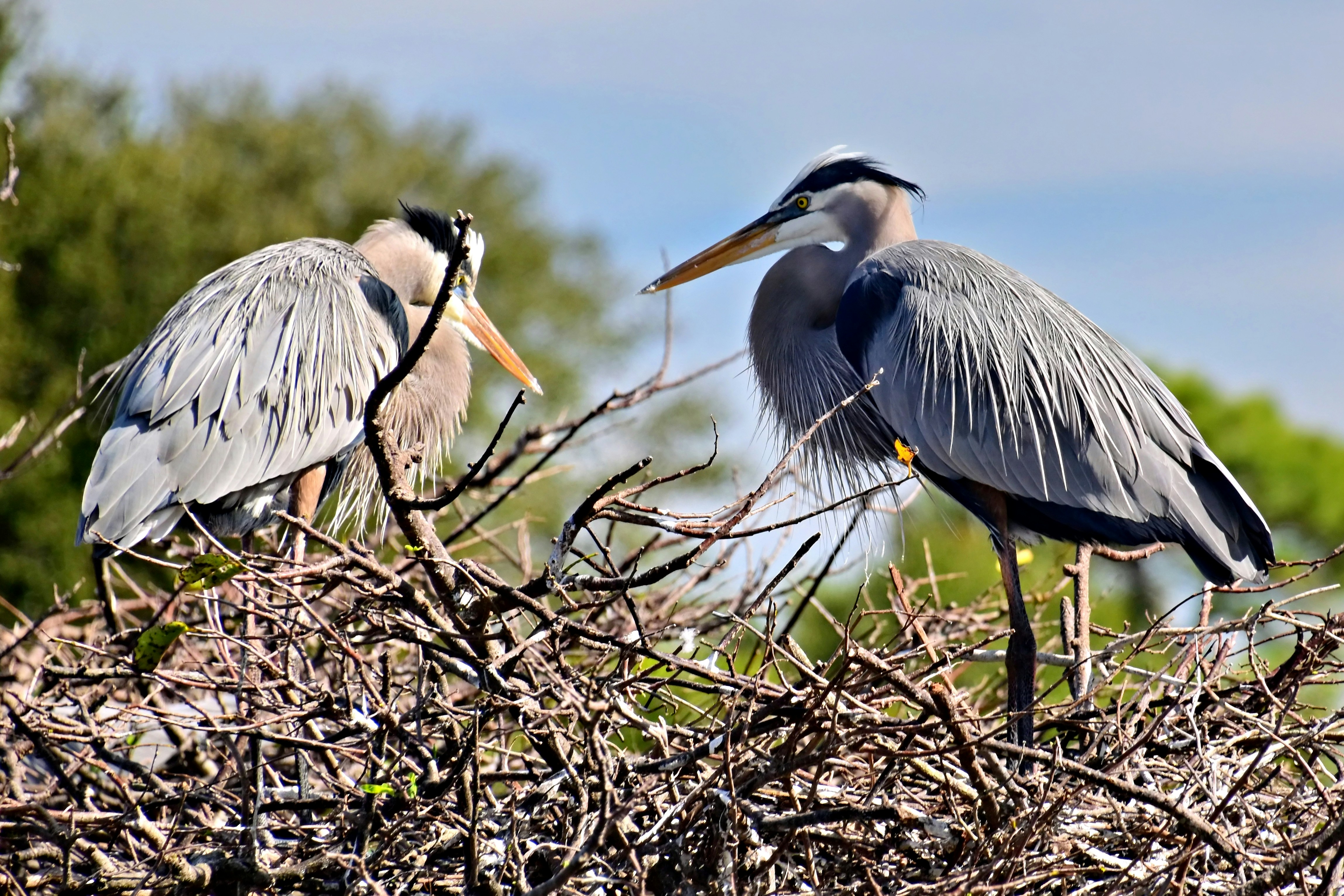 Two Great Blue Herons Negotiating a Tangle of Branches