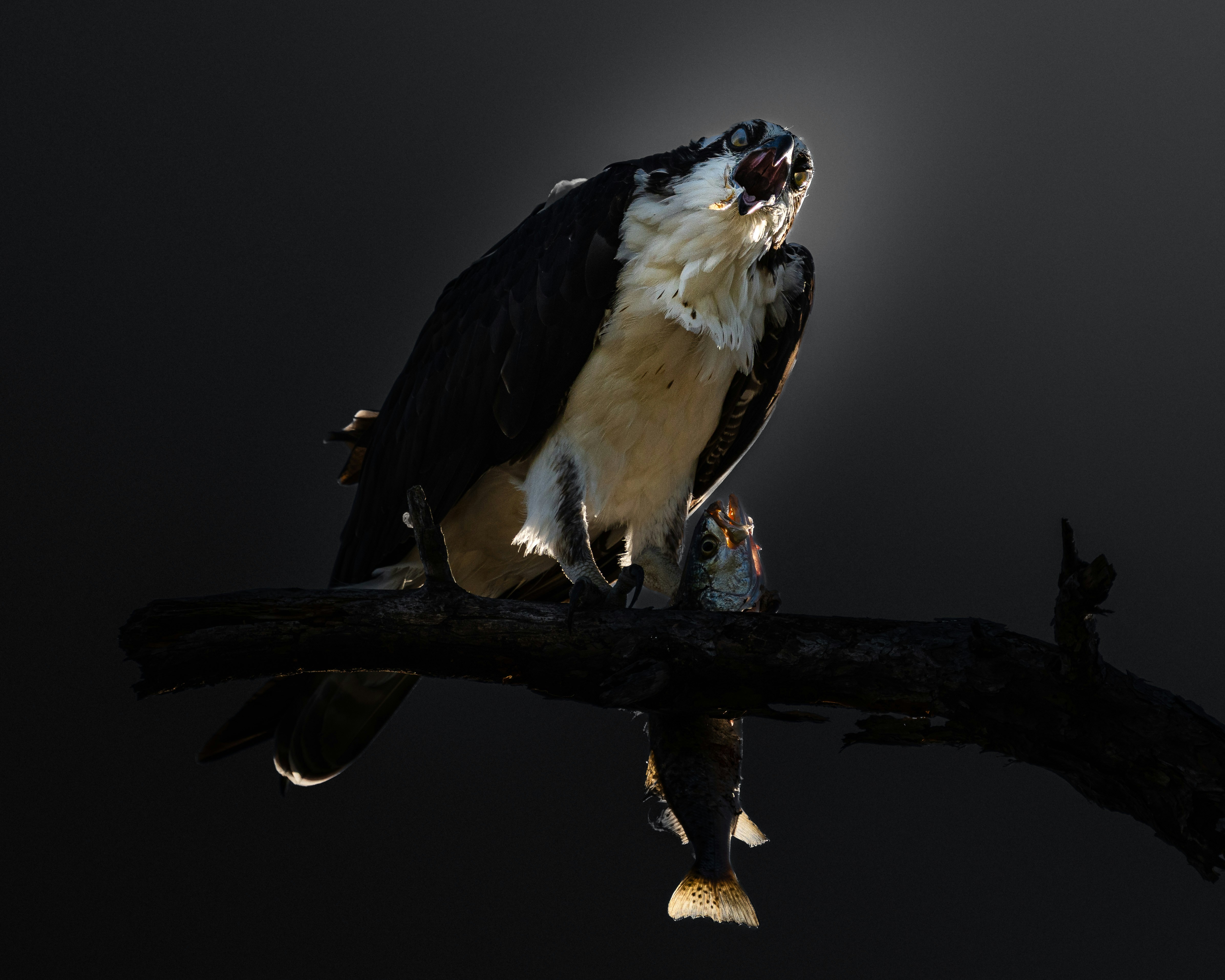 Attitude on a Sunless Branch: A Predator’s Pause