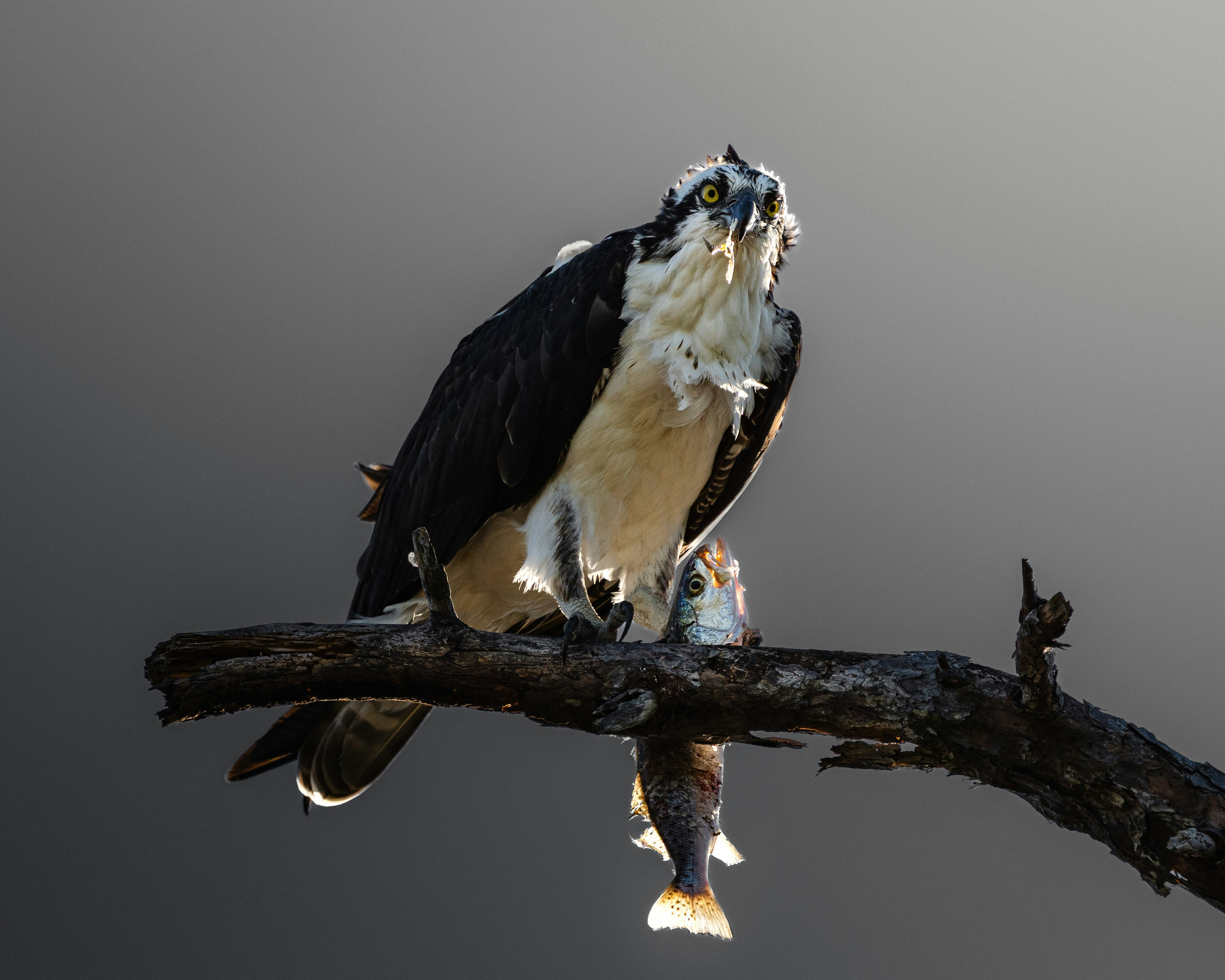 Predator’s Pause: Osprey with Prey on a Weathered Branch