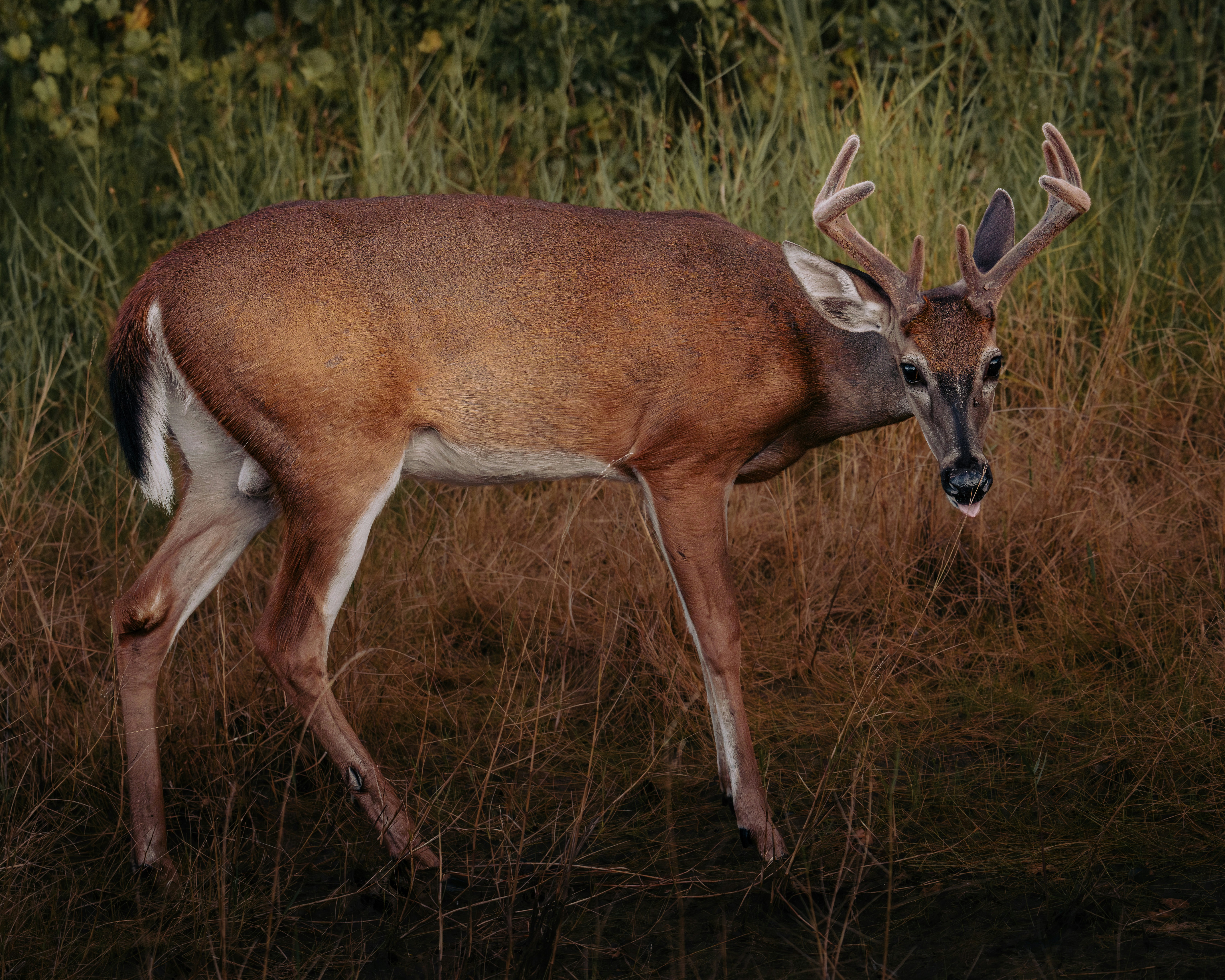 Stellar Stag in Wetland Light