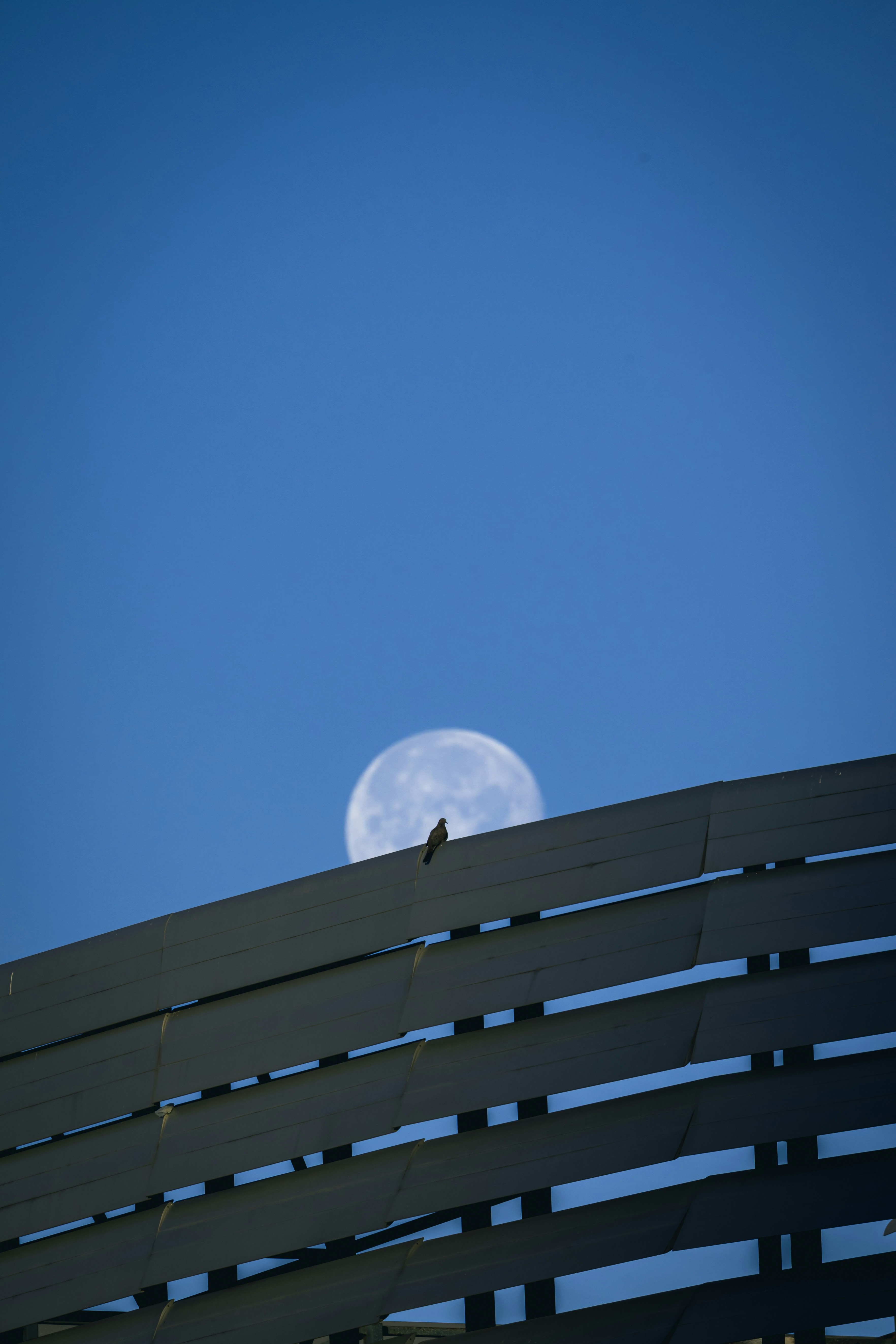 Moon over the Rail: A Solo Bird Perches at Dusk