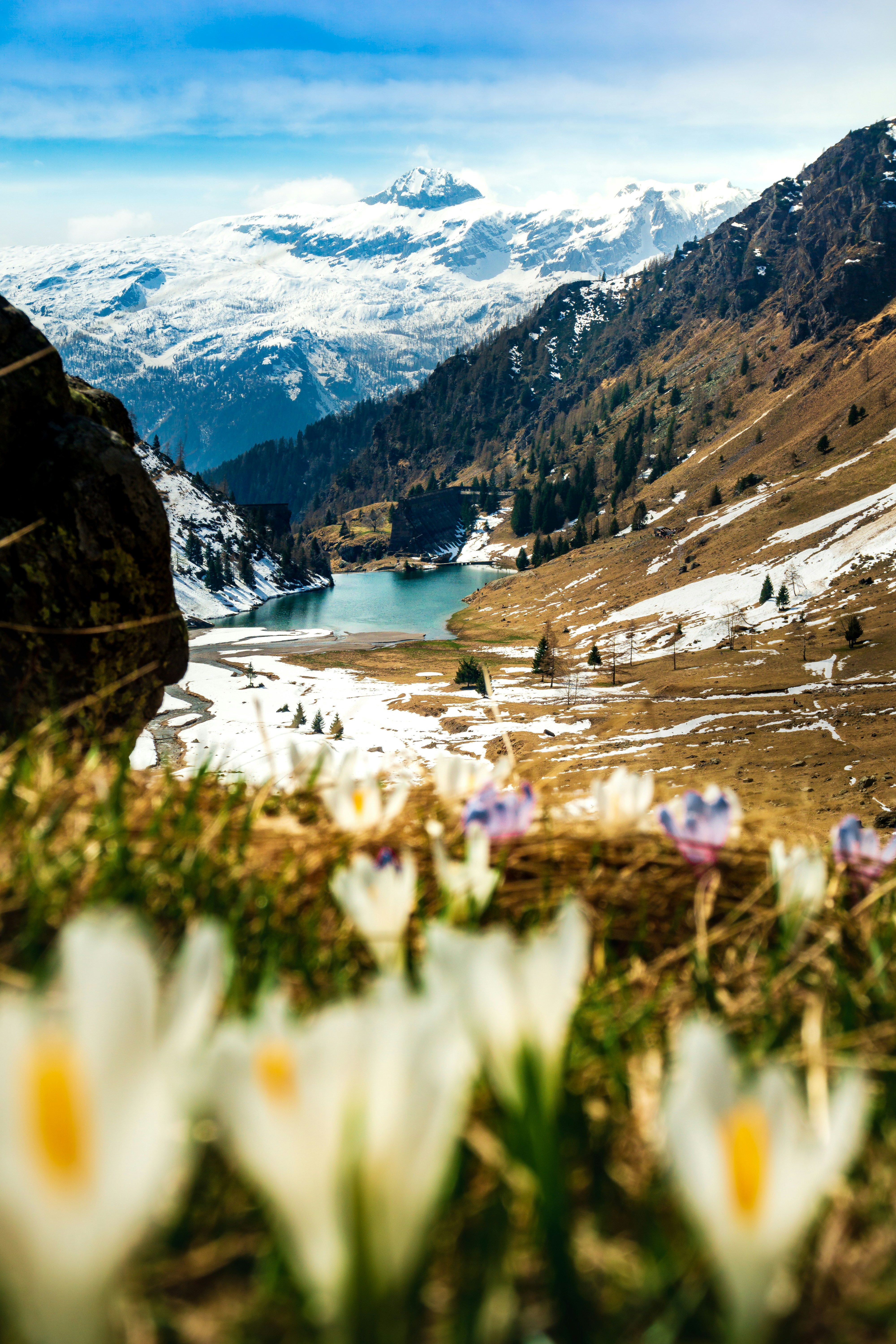 Alpine Meadow Overlook: Snow-Capped Peaks Beneath a Quiet Lake