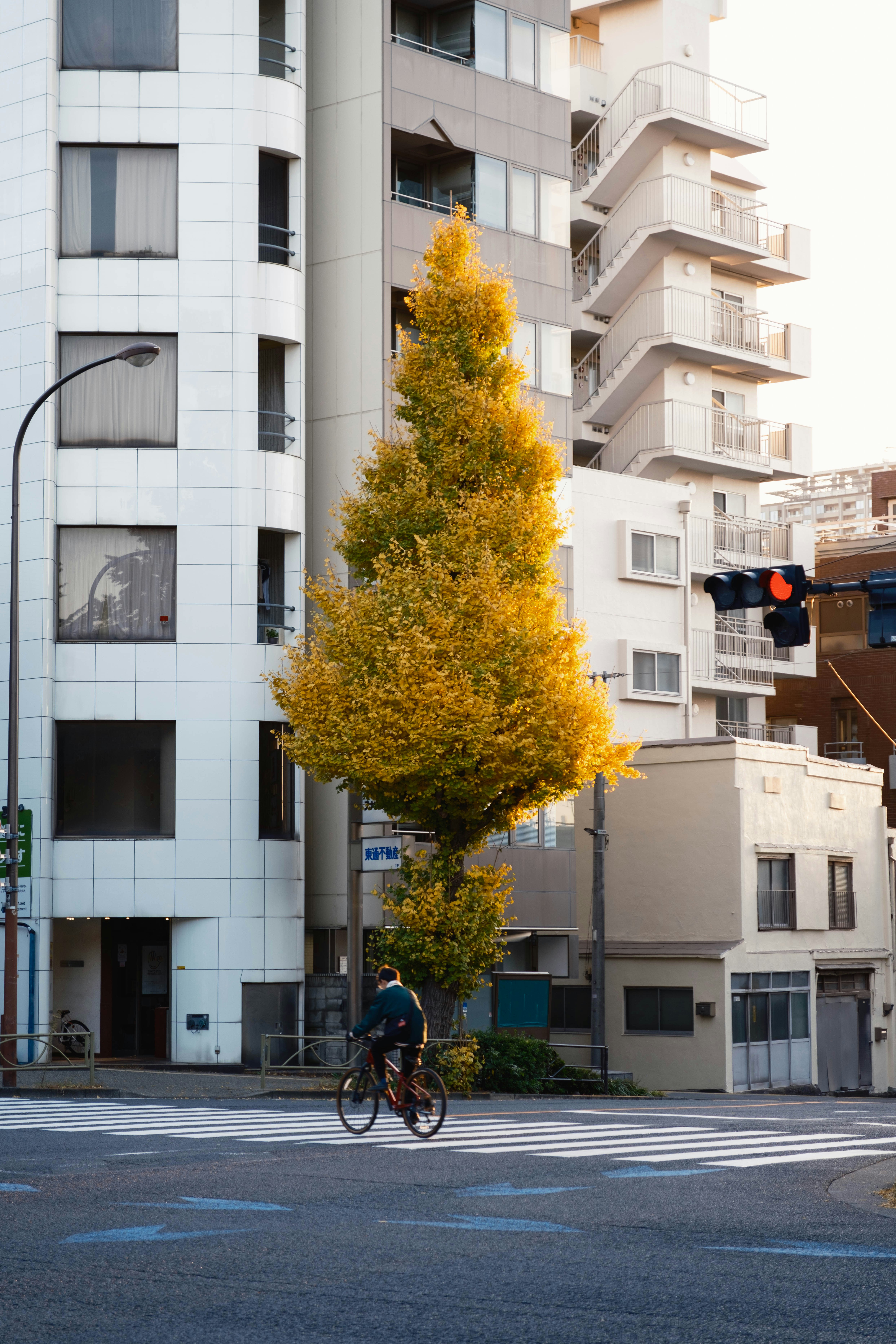 Autumn Orchard in the Urban Quiet