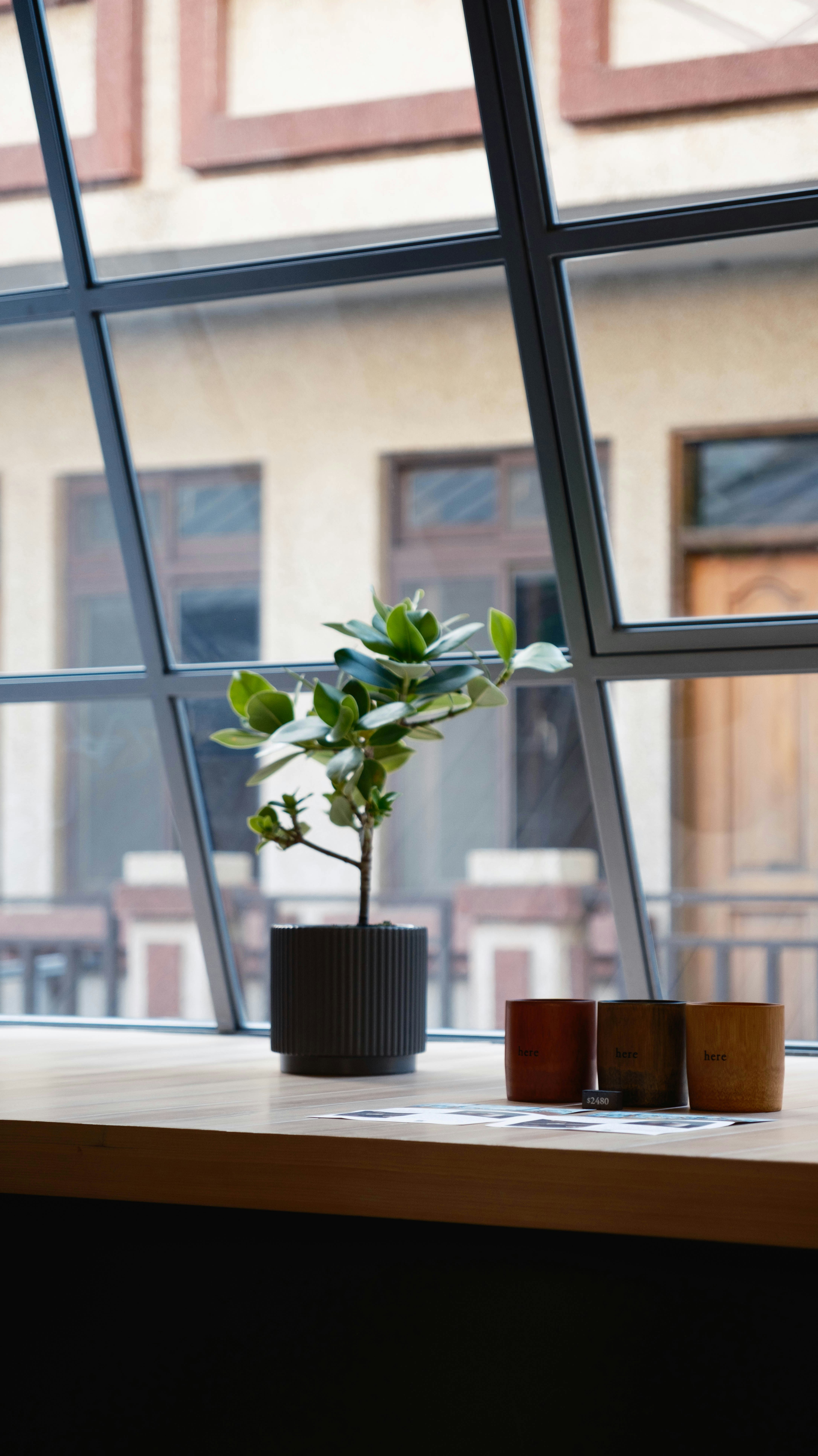 Potted Olive on a Sunlit Windowsill