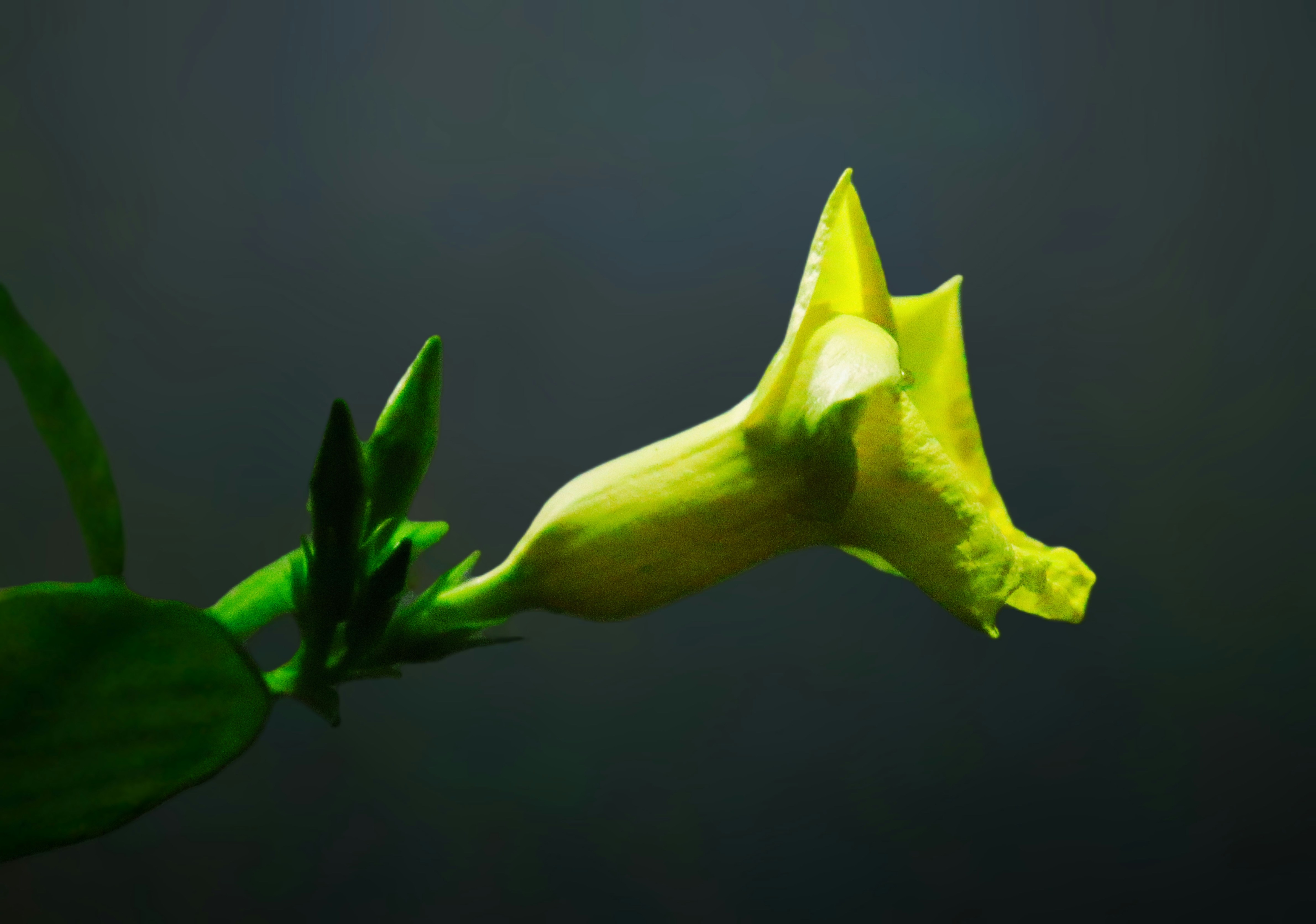 Unfolding Petal: A Yellow Bud Reaching for Light