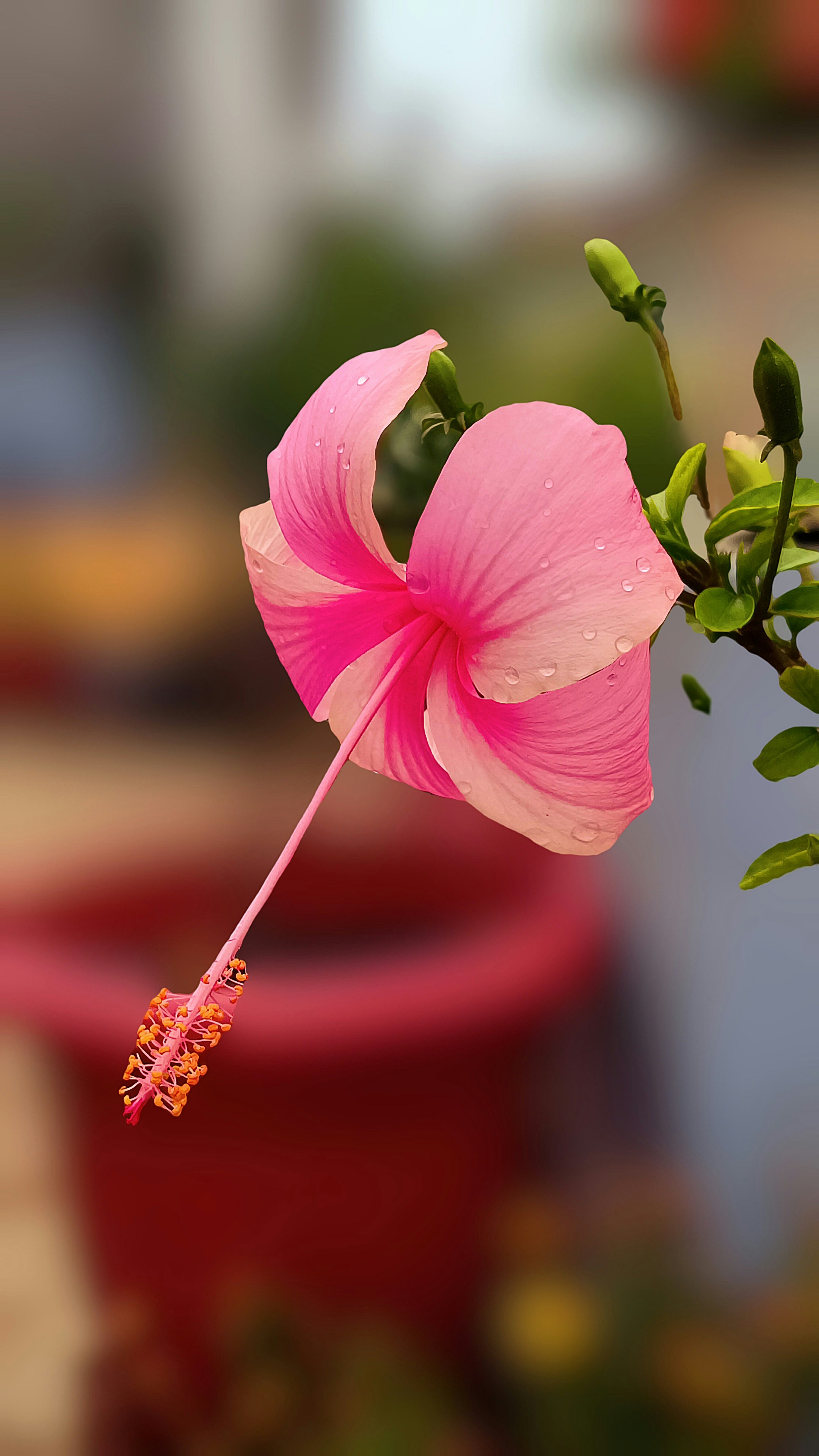 A delicate pink hibiscus flower with water droplets.