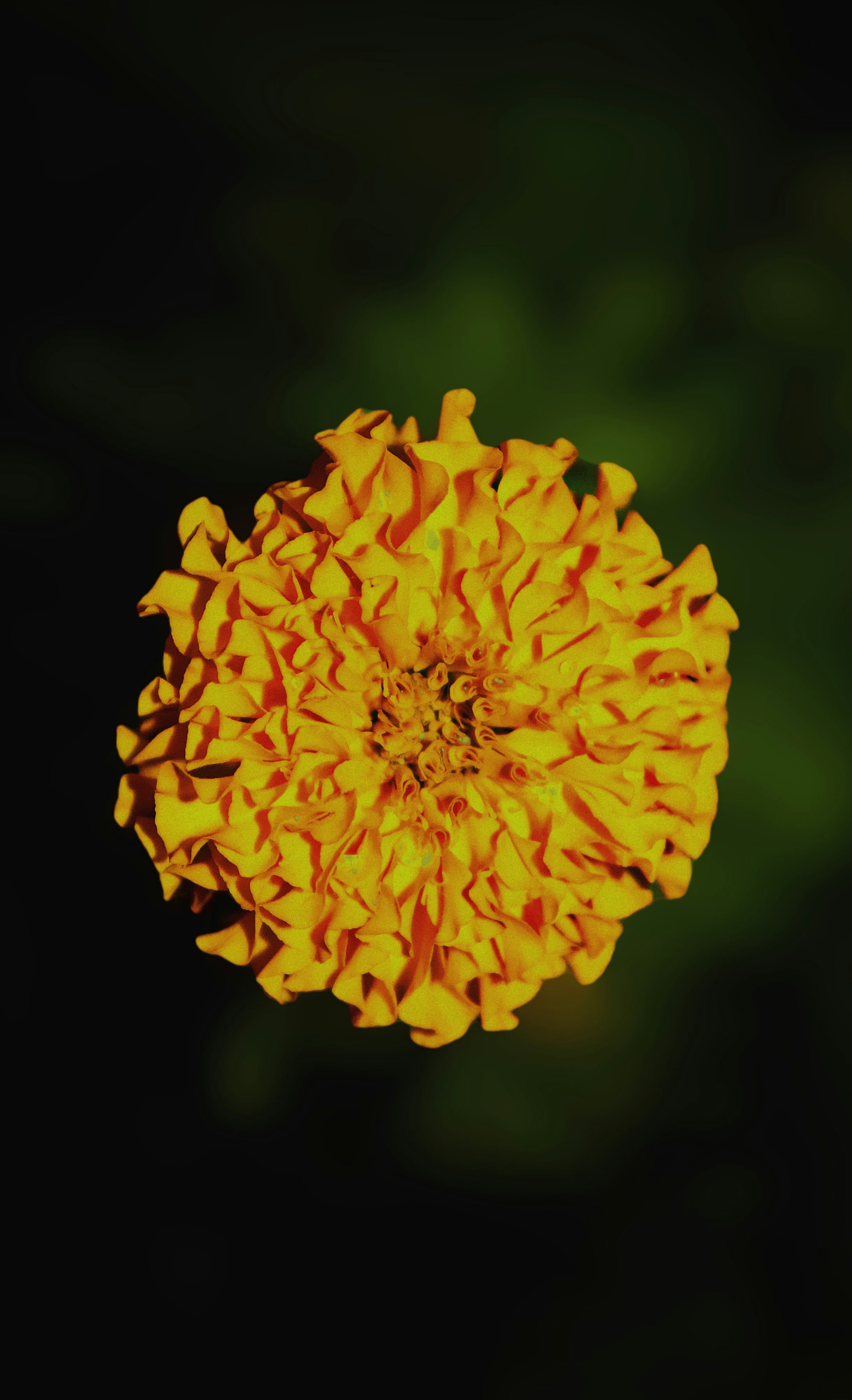 Golden Bloom: A Close-Up of a Radiant Marigold in Sharp Focus