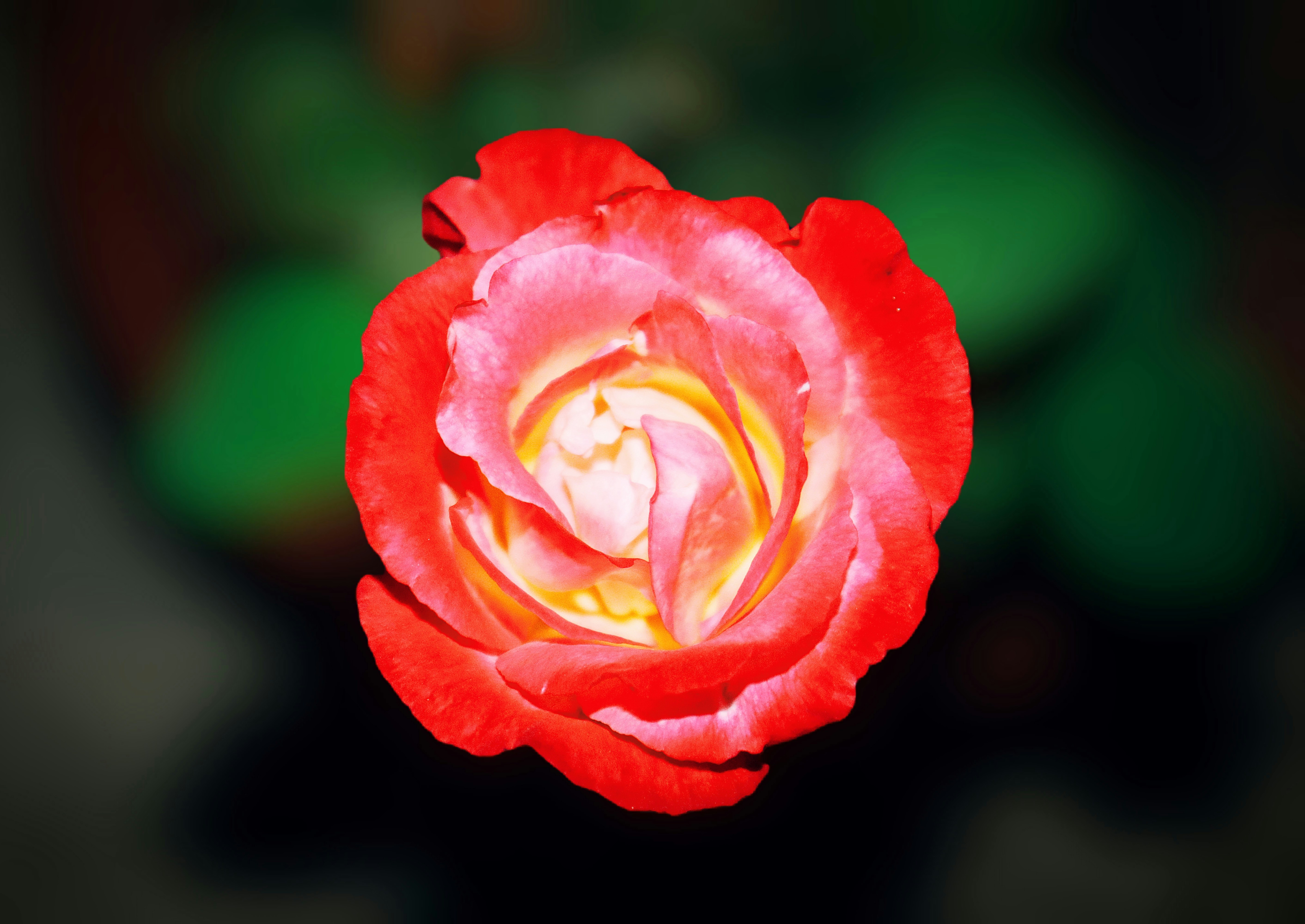 Rose at the Center: A Vivid Bloom in Soft Focus