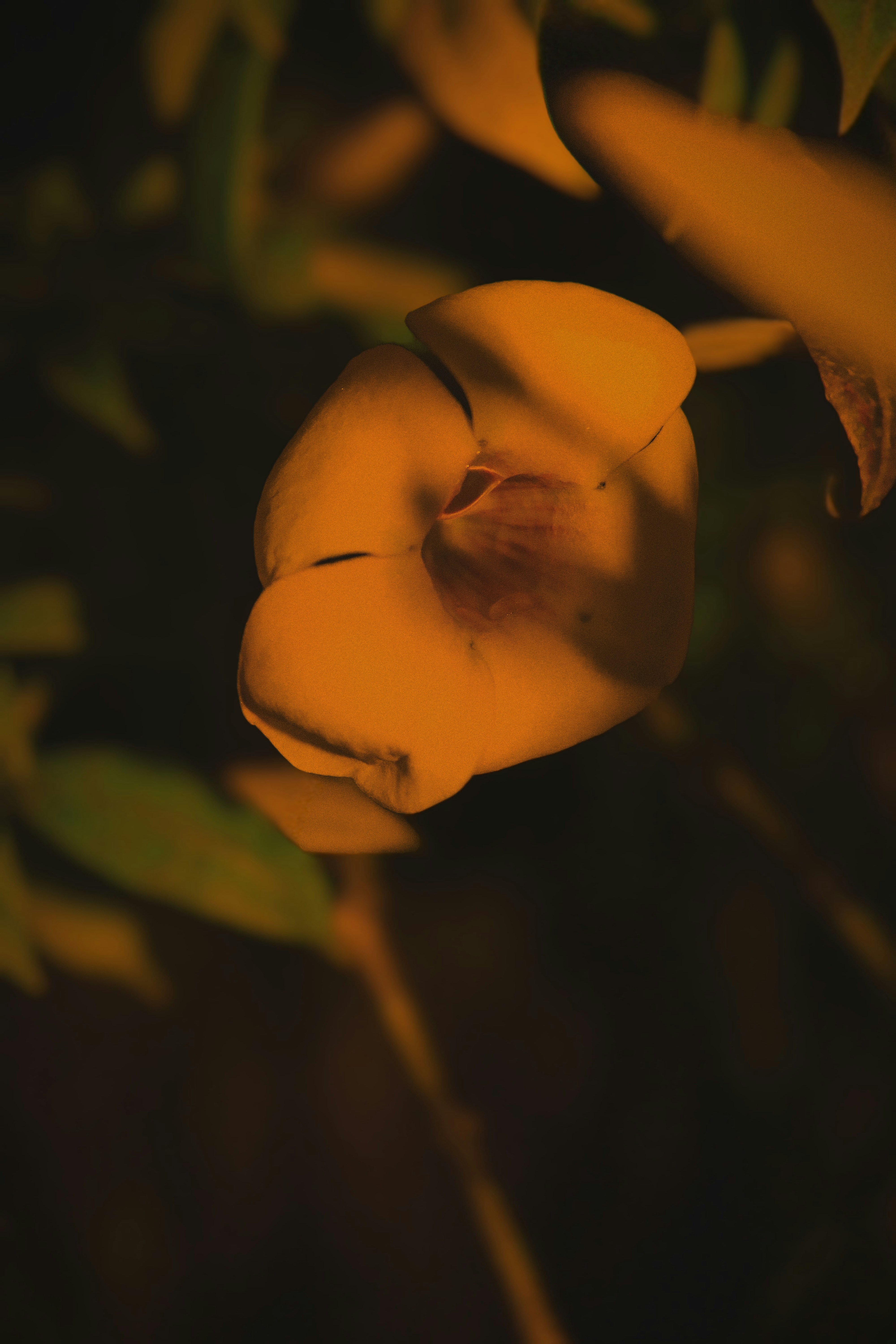 Amber Bloom in Low Light