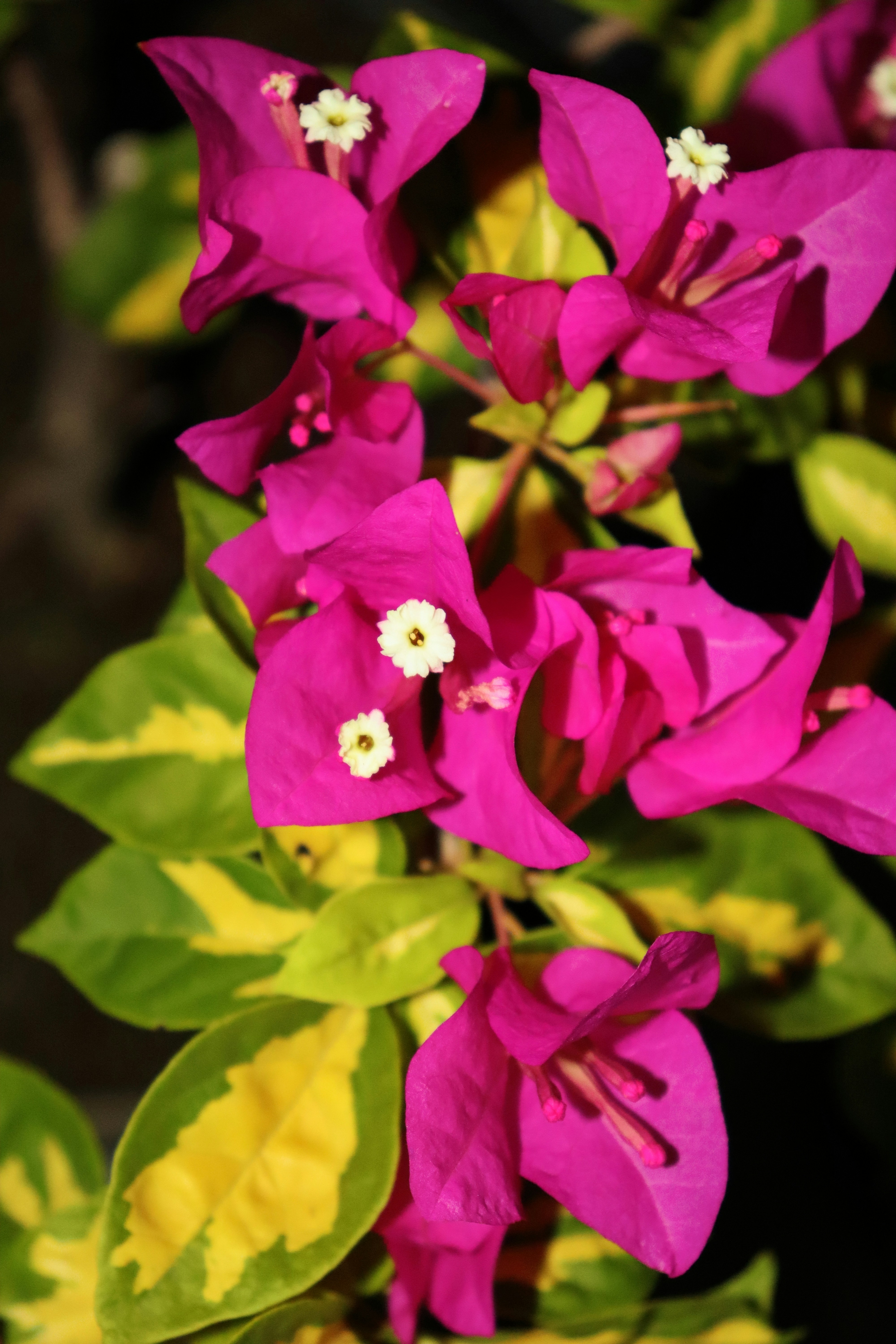 Fiery Bougainvillea Close-Up: Magenta Petals and White Centers in Sunlit Foliage