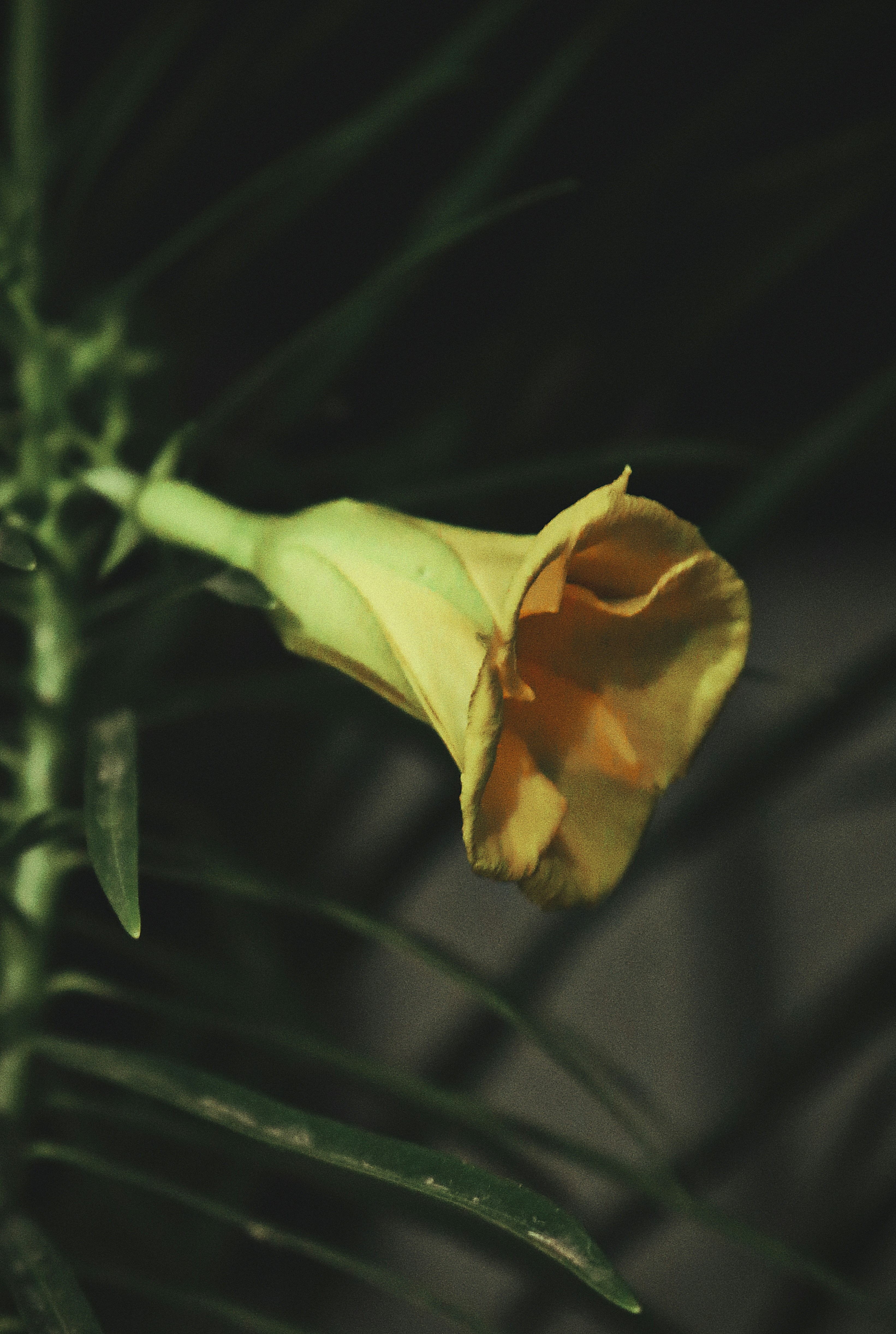 Yellow trumpet bloom in a dim garden