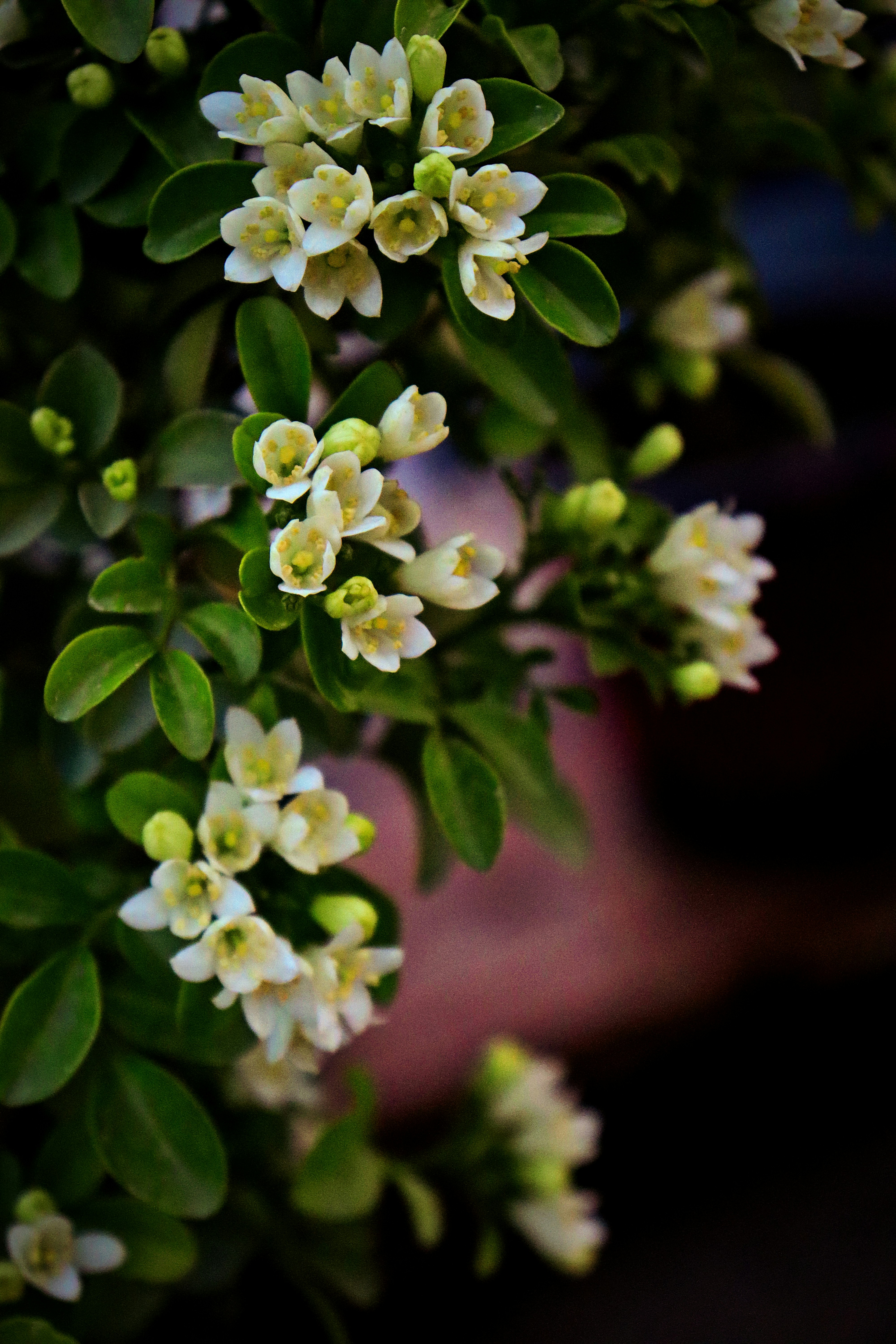 White blossom cluster along a green vine in soft focus backdrop