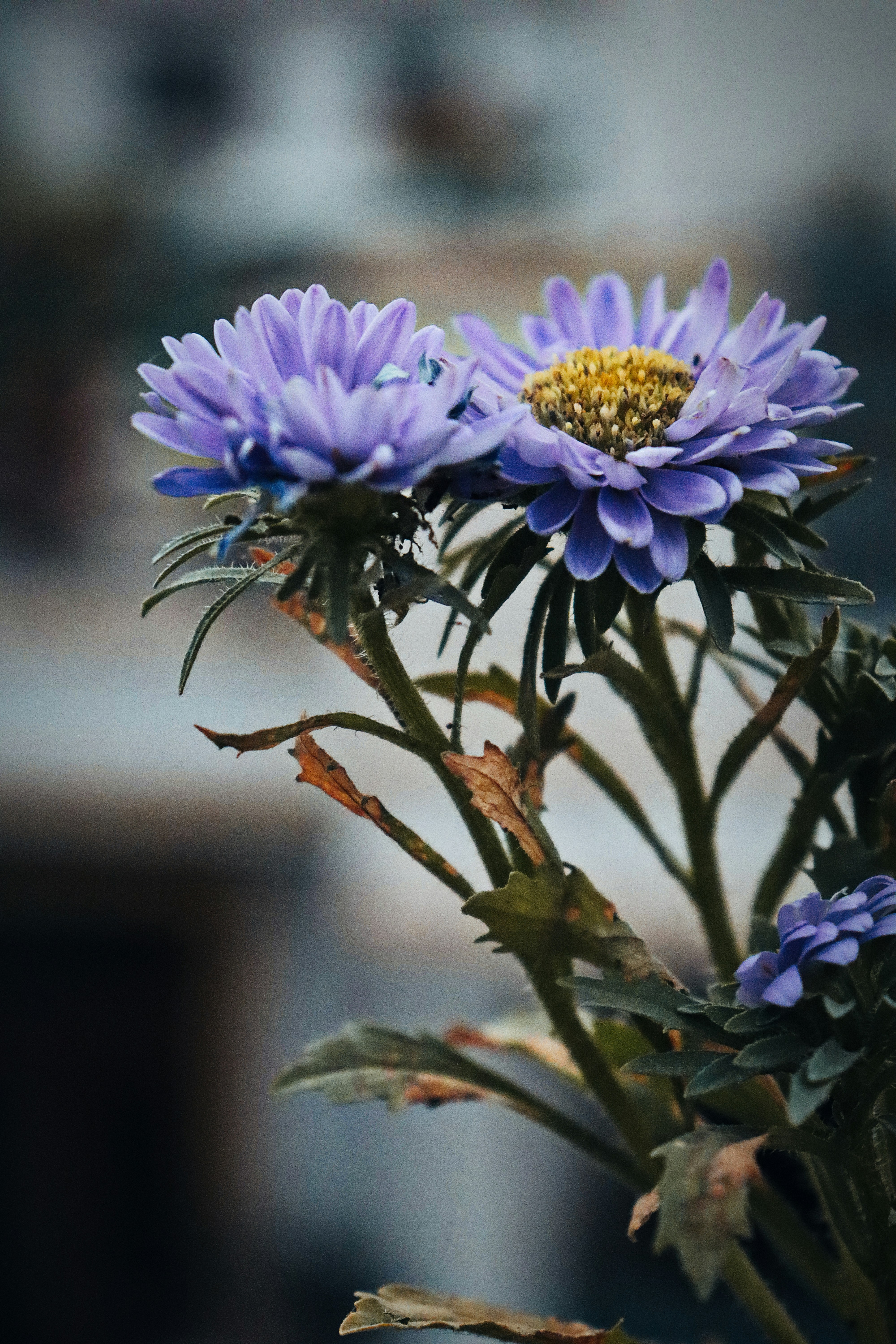 Purple daisies in focus against a blurred urban backdrop