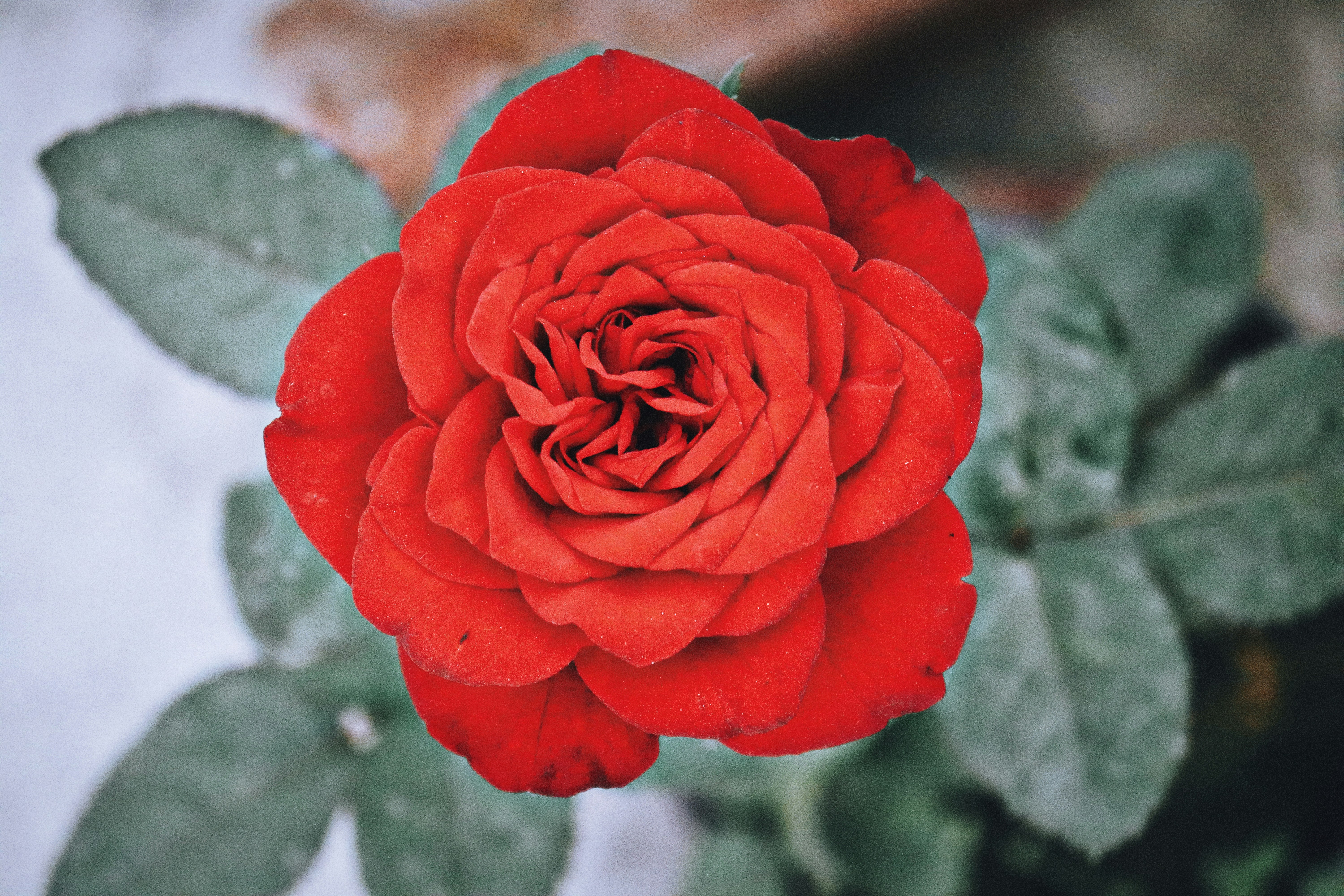 Crimson Rose in Bloom: Center Stage on Velvet Petals