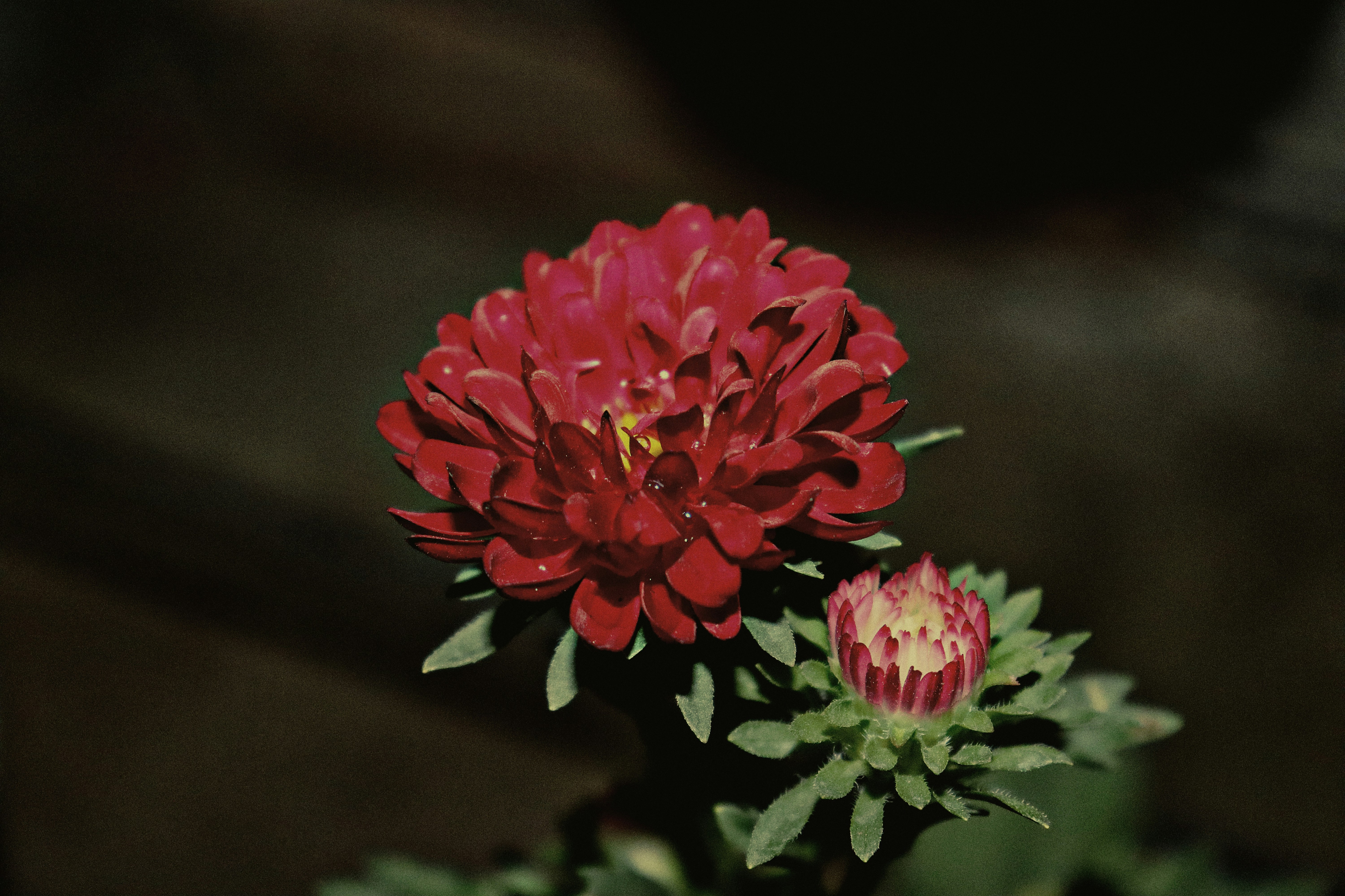 Crimson Bloom in Focus: A Close-Up of a Red Chrysanthemum