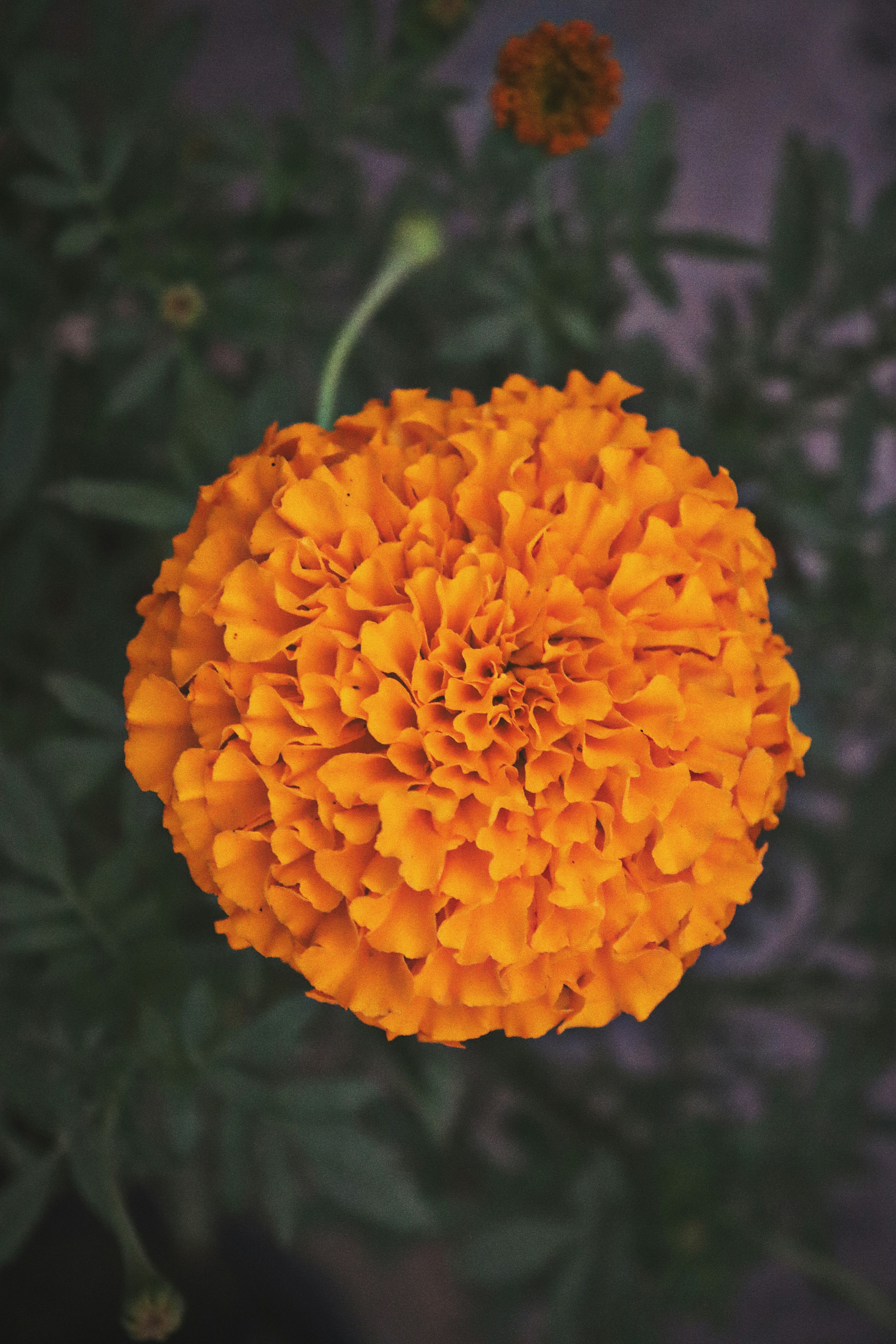 Crimson Marble: A Close-Up of a Vibrant Orange Marigold