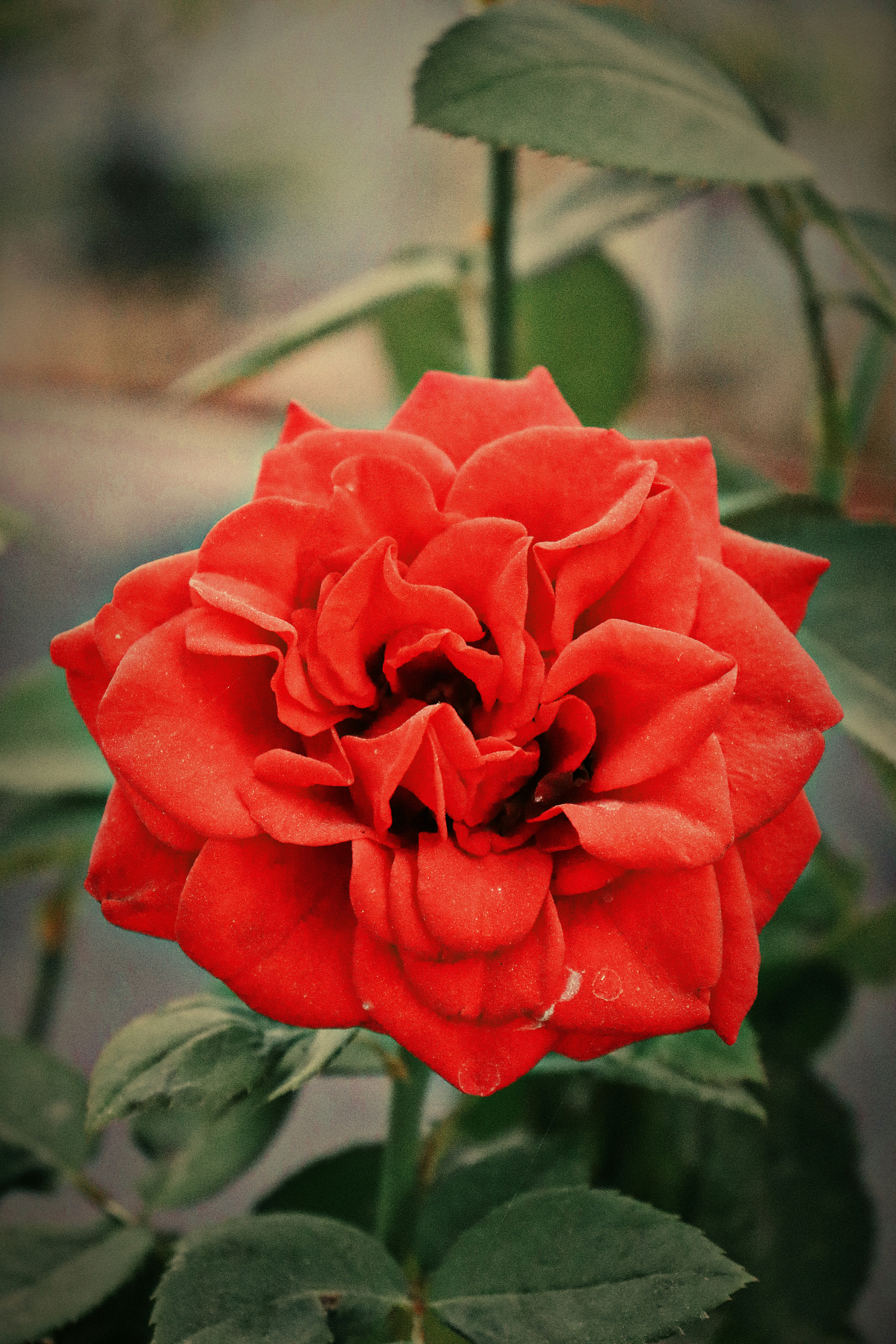 Crimson Blossom Centerstage: A Close-Up Rose in Soft Focus