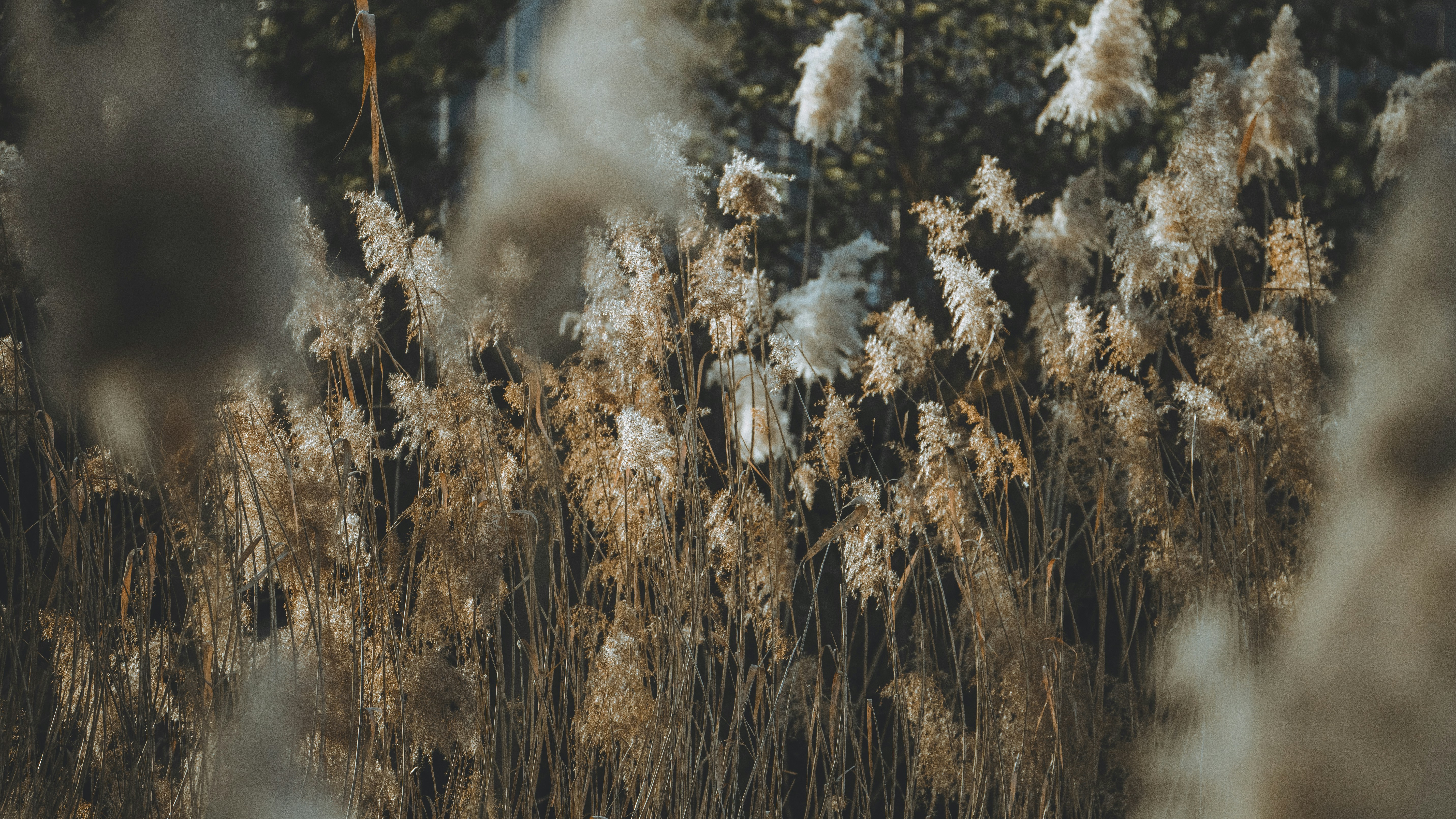 Soft Backlit Reeds: Golden Grab in Morning Light