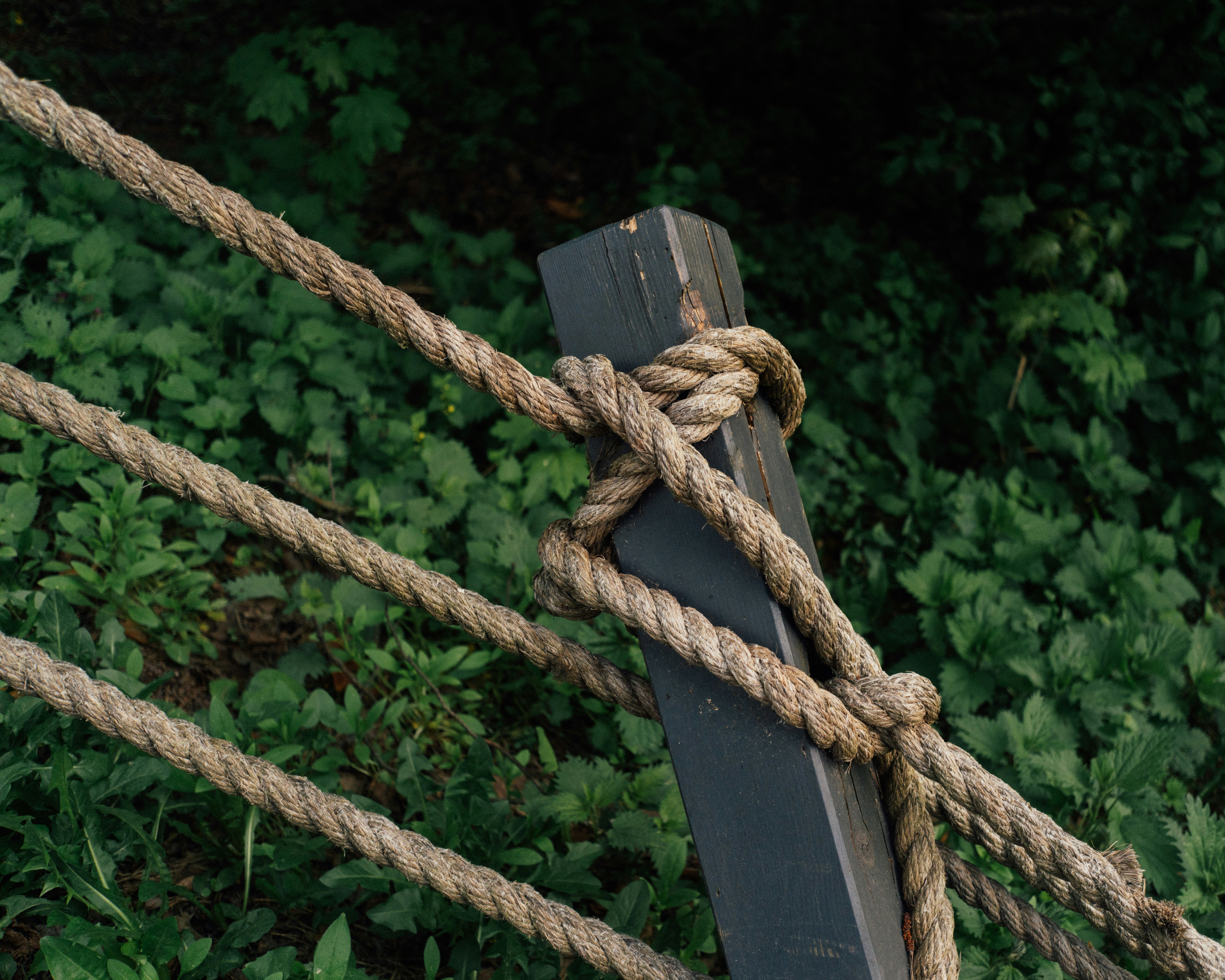 Tangled ropes and weathered post: a quiet moment in a green corridor