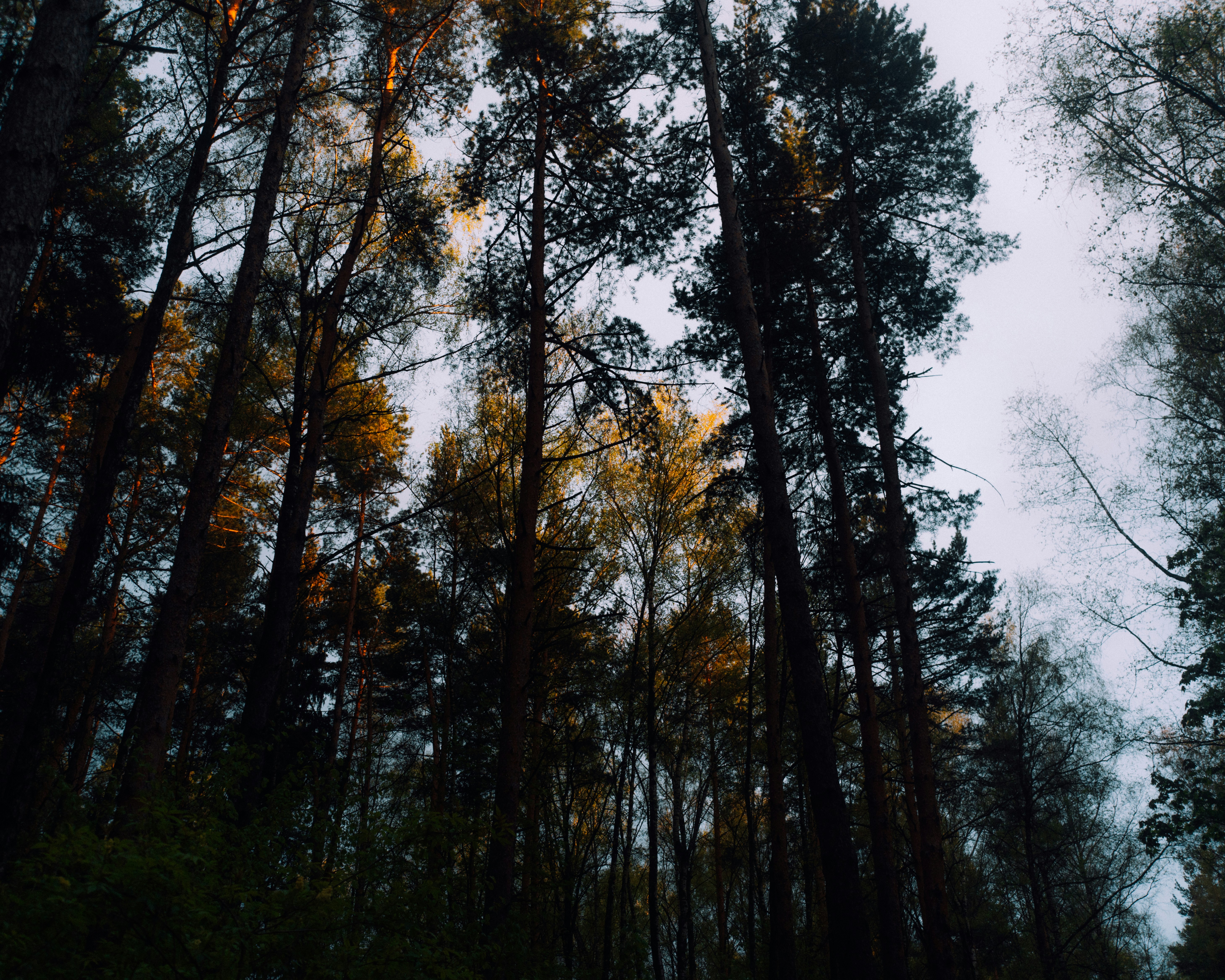 Photo by Andrei Andreew with Sony Alpha 7C II