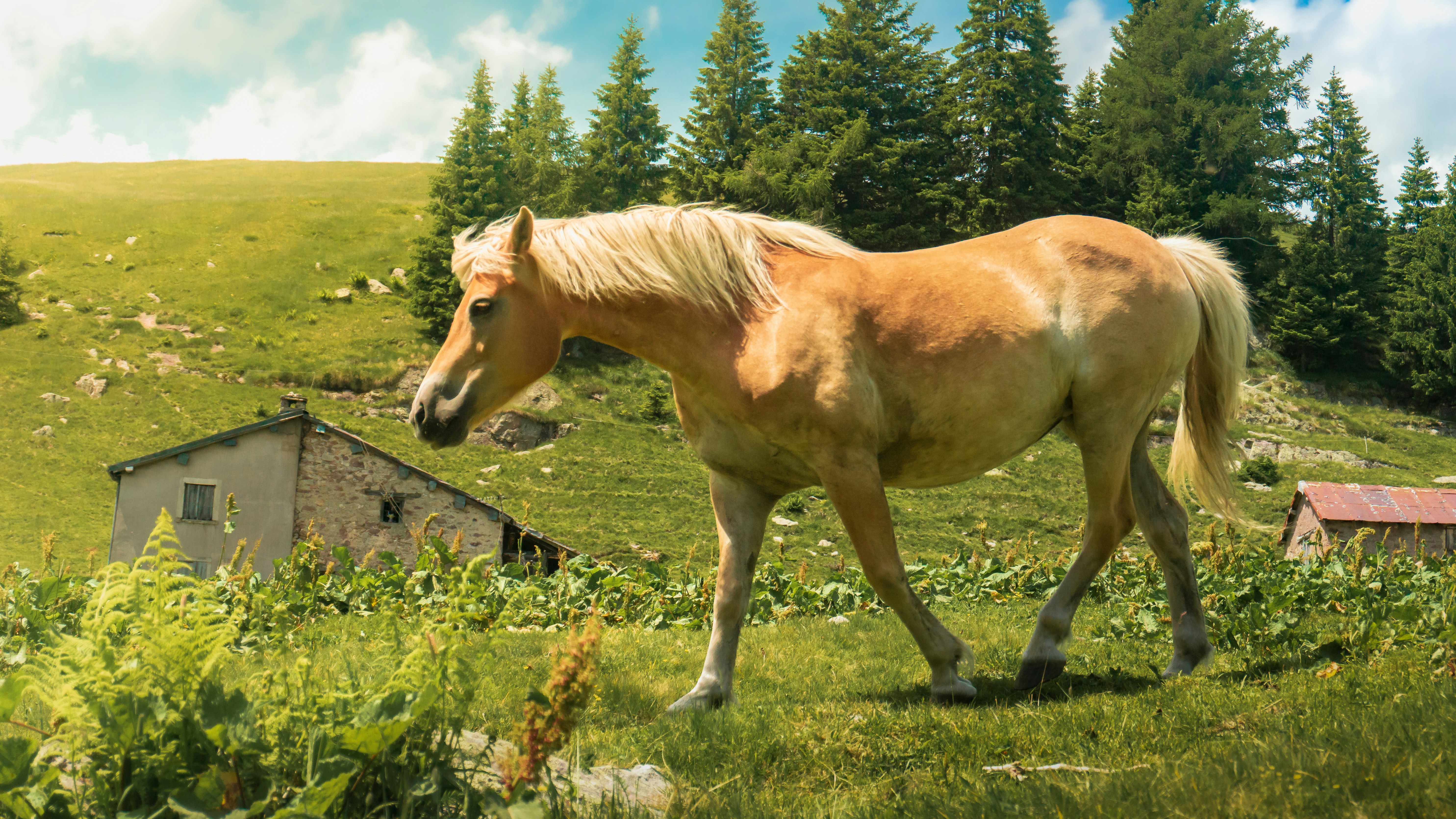 Golden Stallion in the Sun-Drenched Meadow