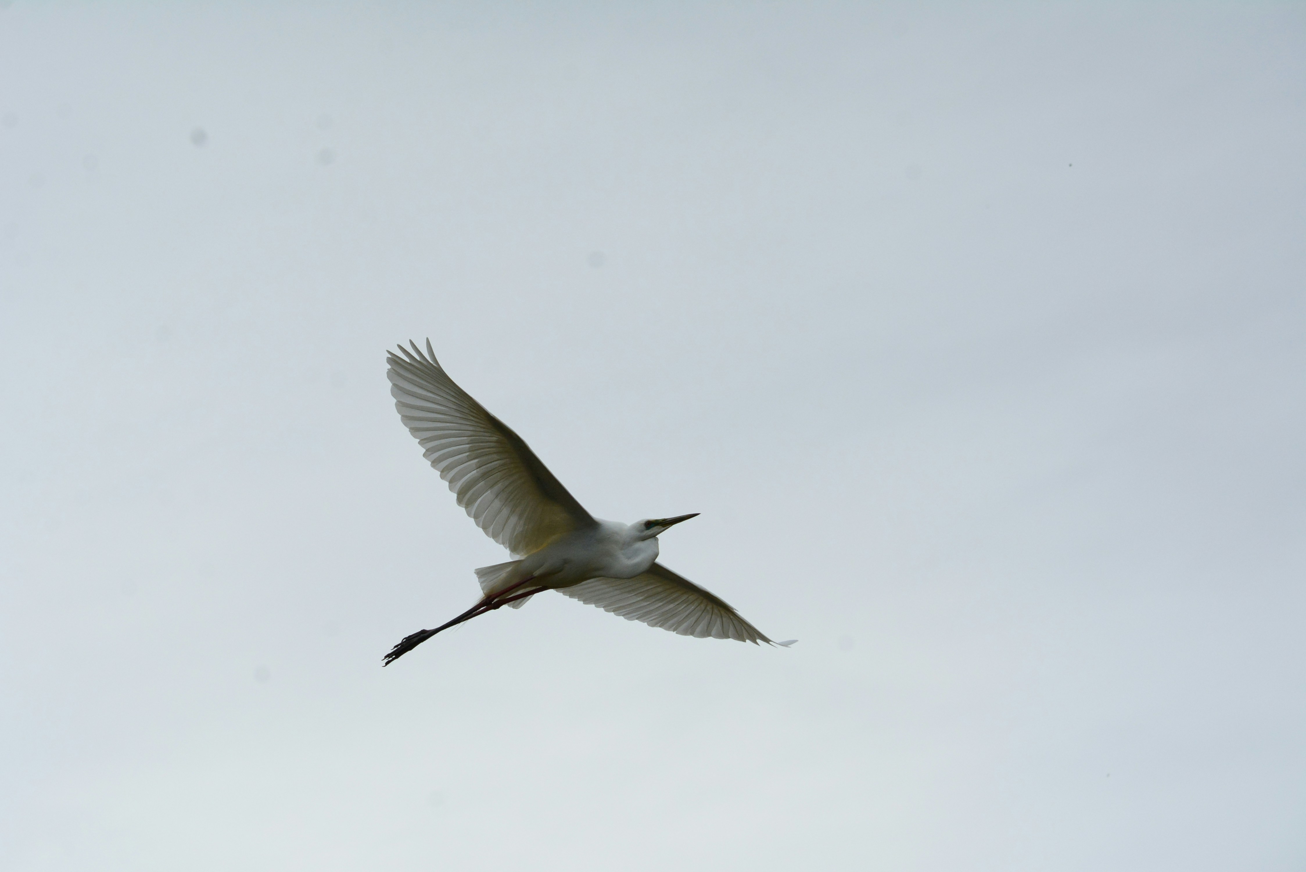 Soaring Egret against a pale sky
