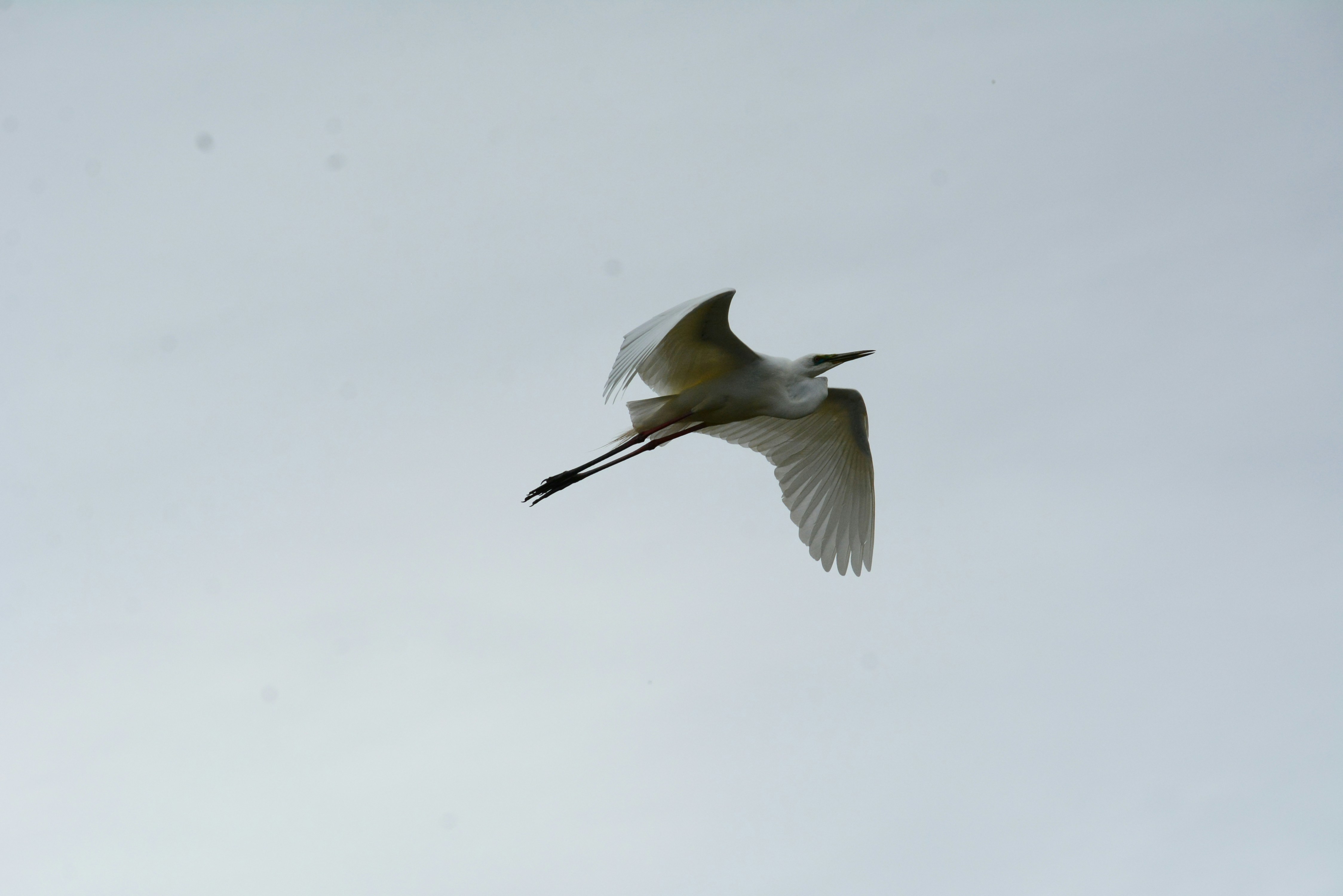 Soaring White Heron in Overcast Sky