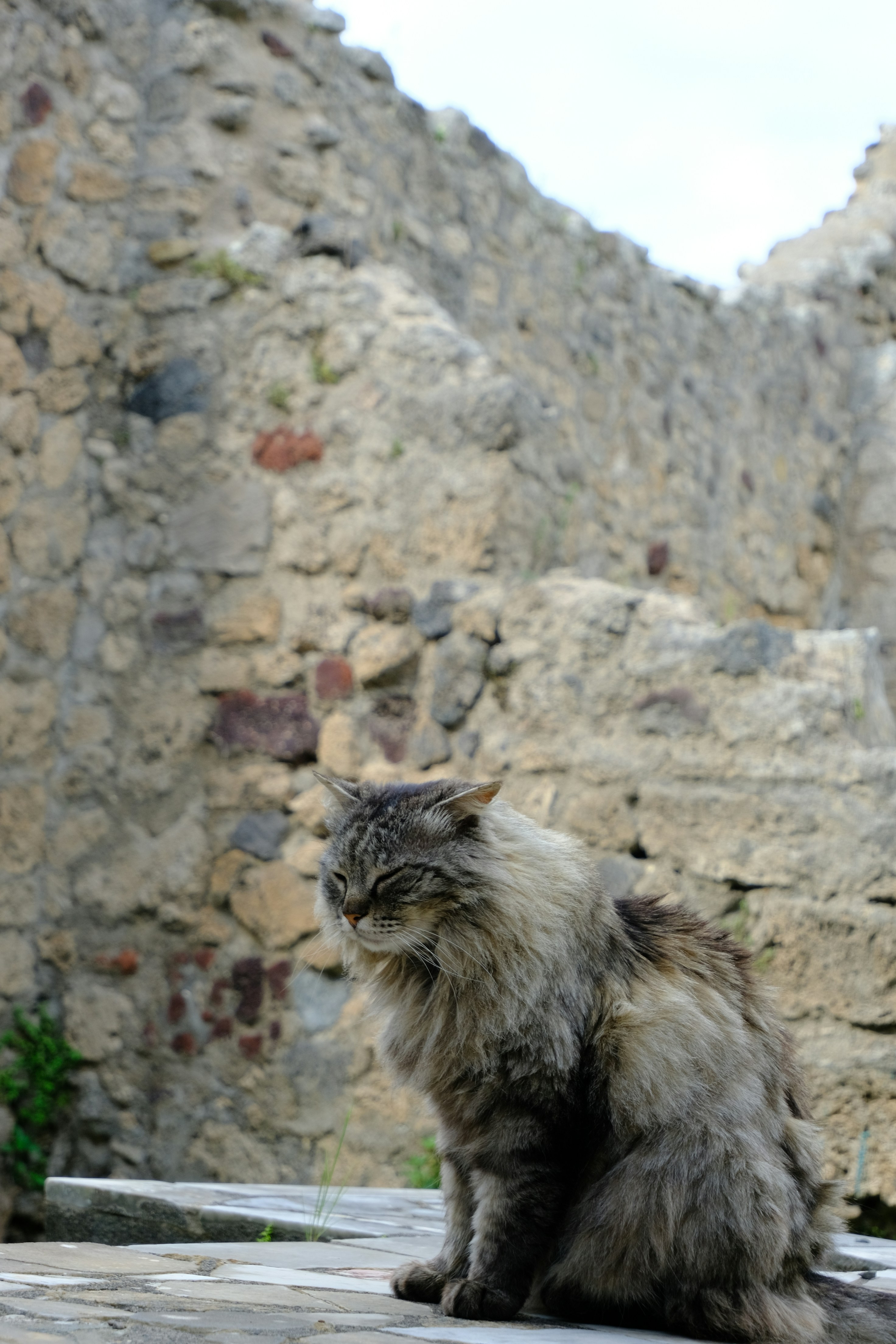 Gray-Furred Watcher in an Ancient Stone Corridor
