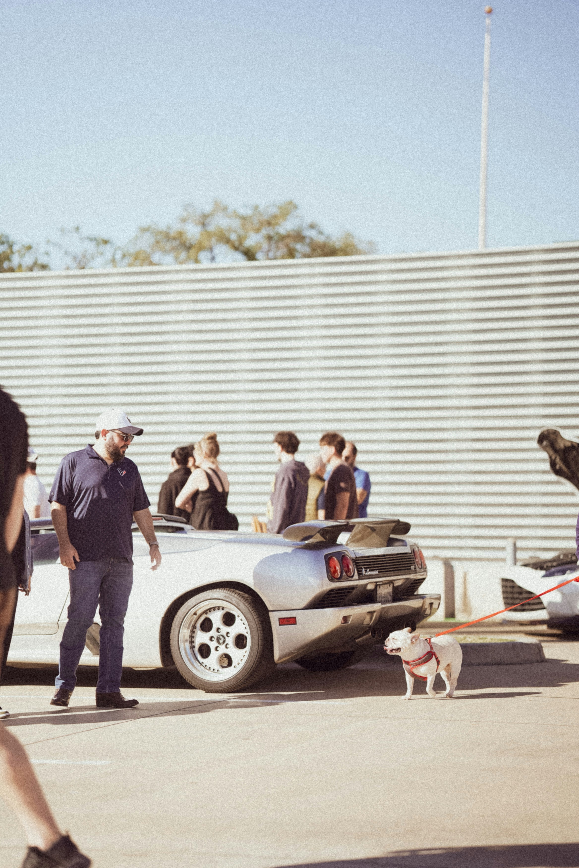 Leashed cameo: a foxed calm among chrome at the car meet