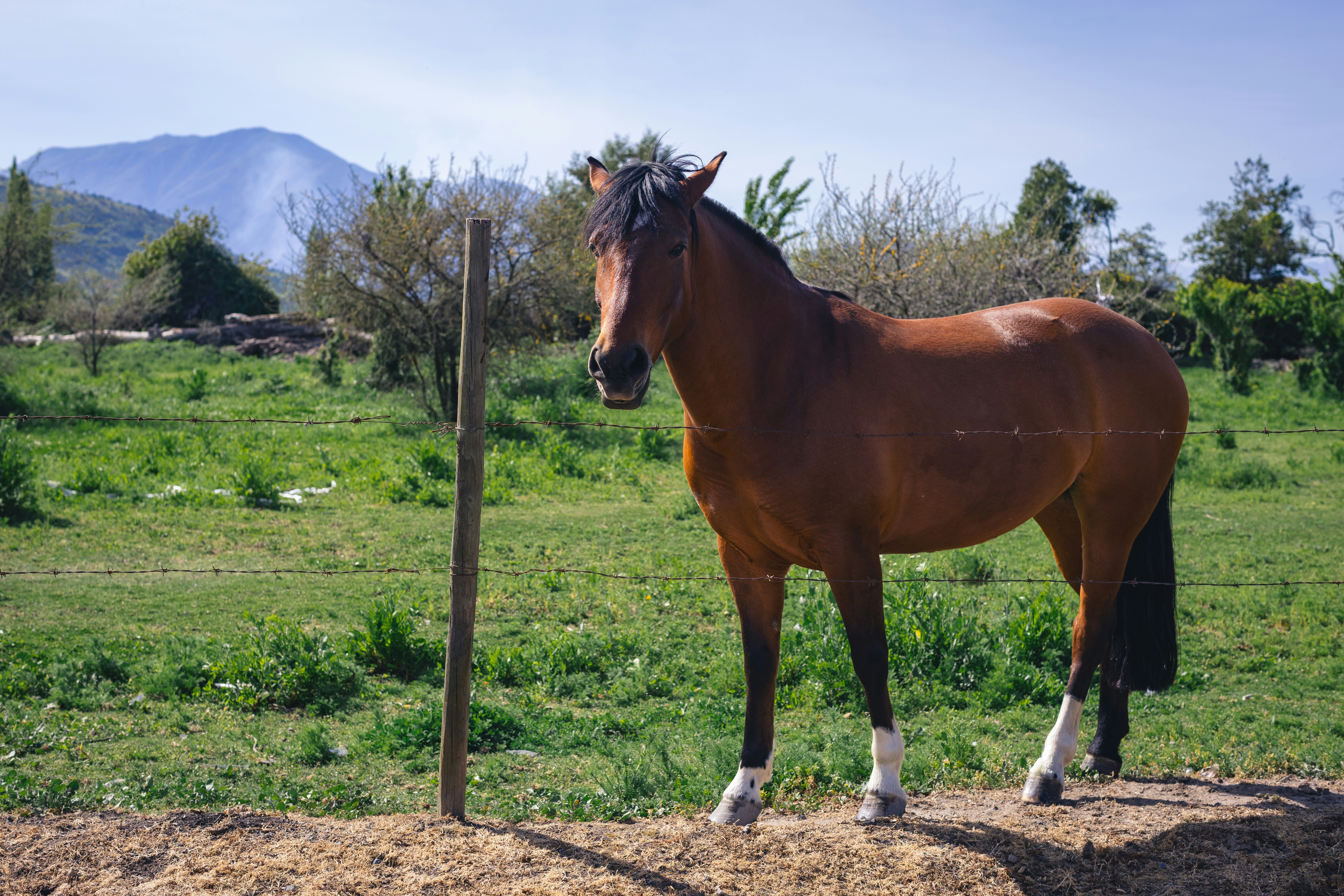 Quiet Halo: A Chestnut Horse Beneath Wide Open Sky
