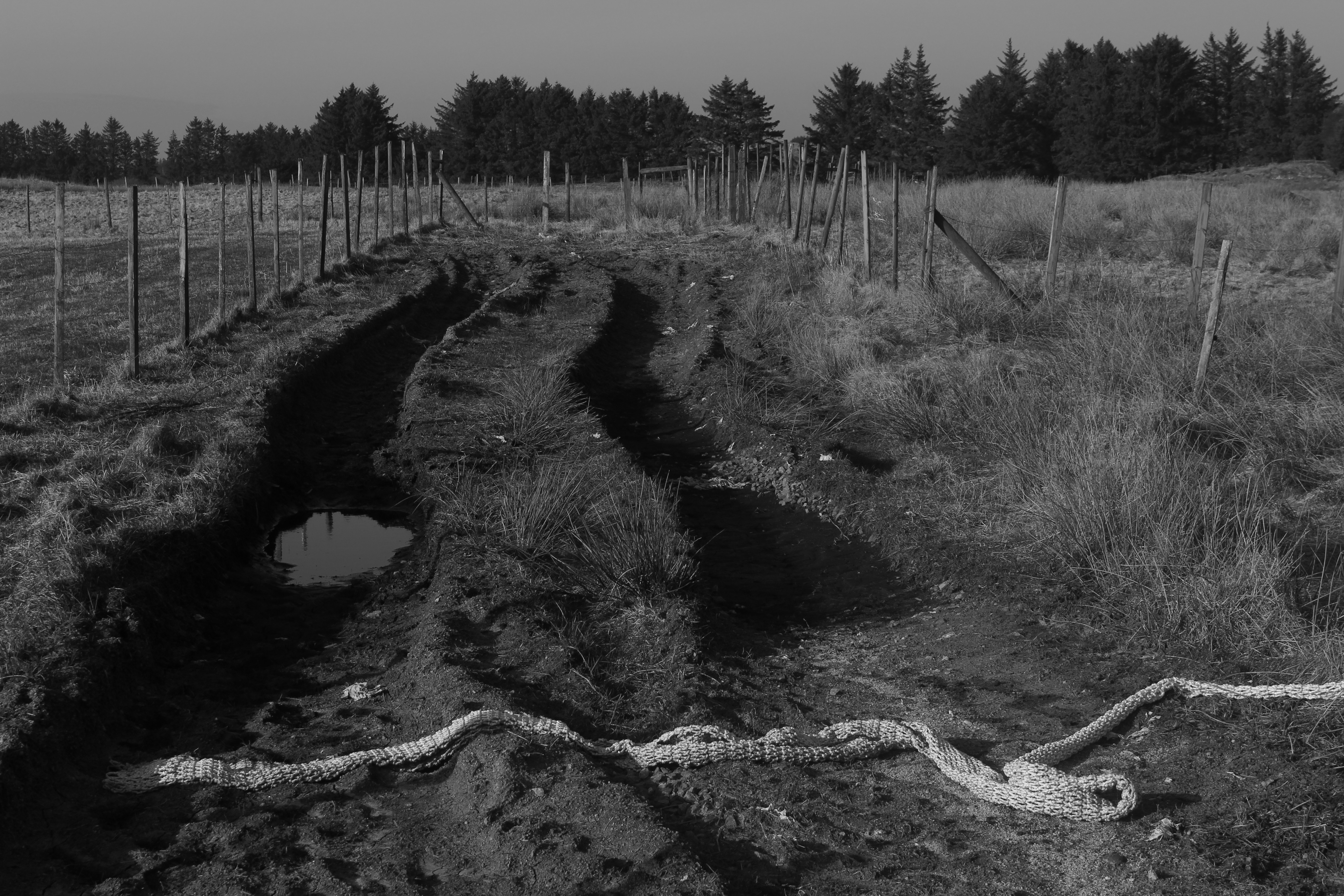 Rutted Mud Path Framed by Fence and Grass at Dusk