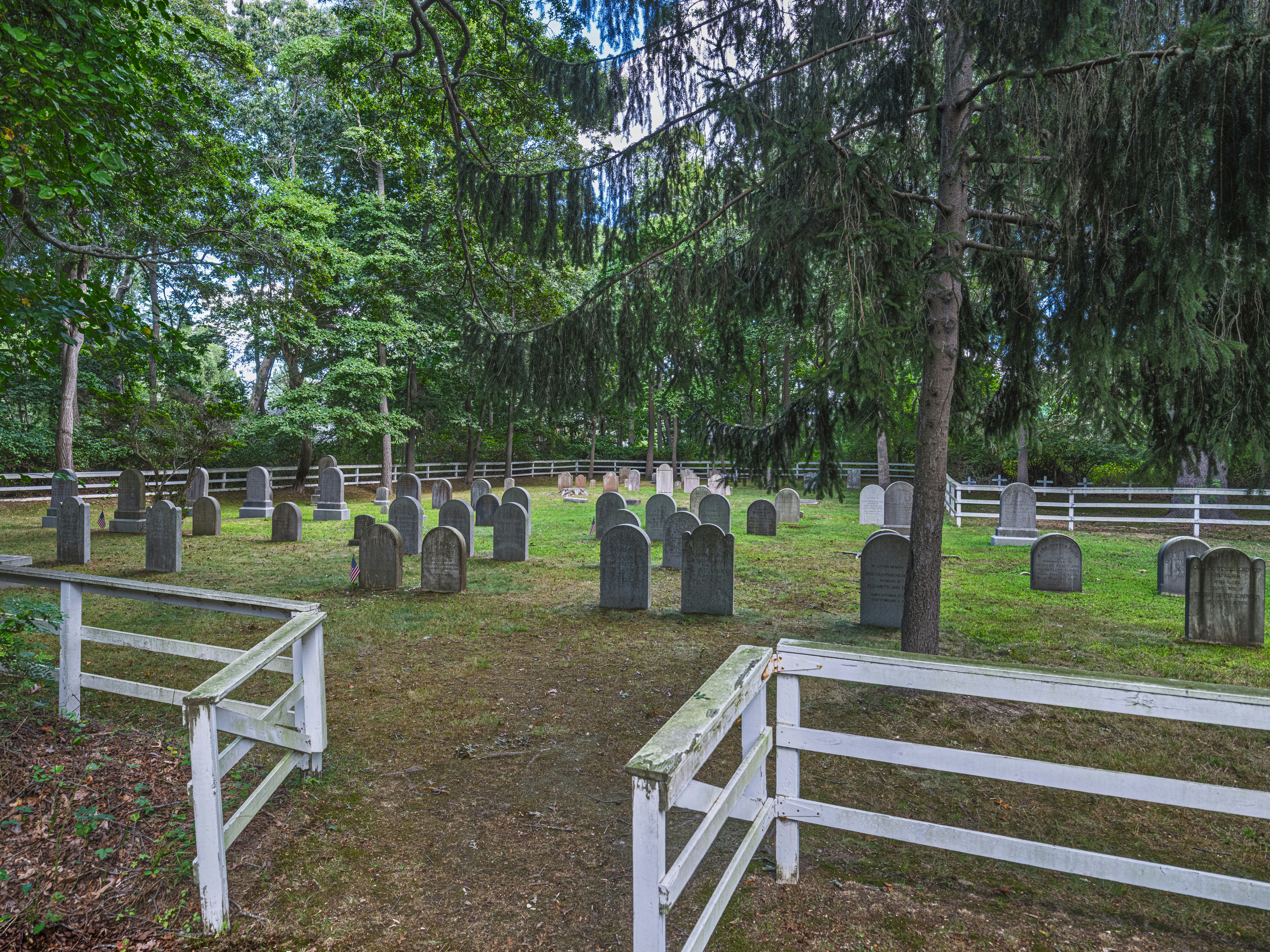 Whispers of Grass and Stone: A Tranquil Cemetery Corridor Framed by Pines
