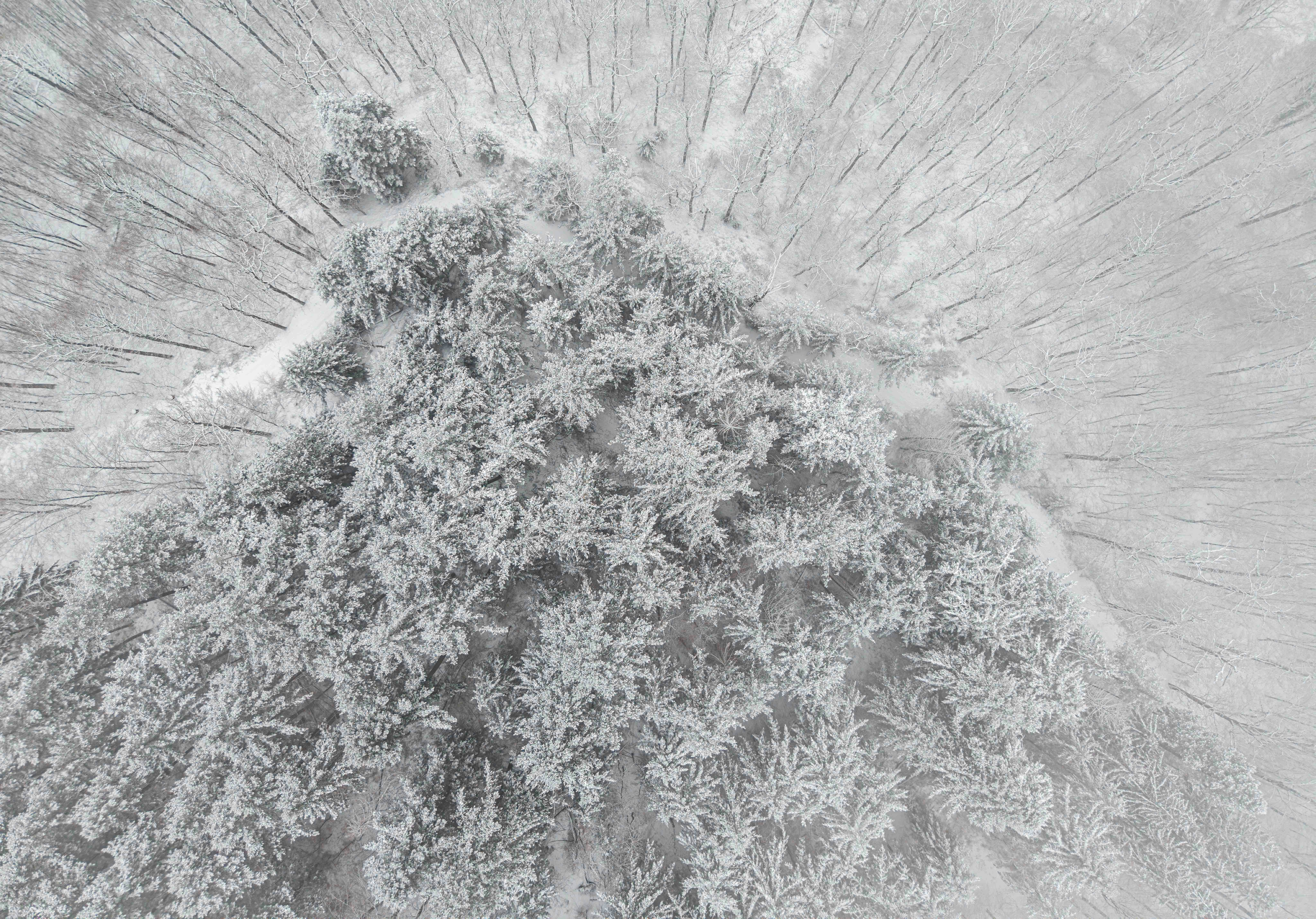 Frosted Dome: Aerial Crest of a Snow-Laden Forest